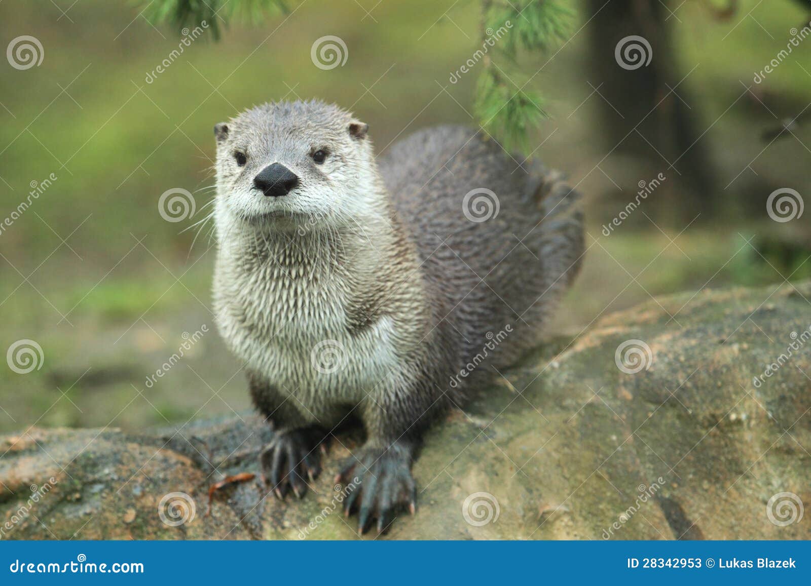 Nutria De Río Norteamericana Imagen de archivo - Imagen de nutria ...