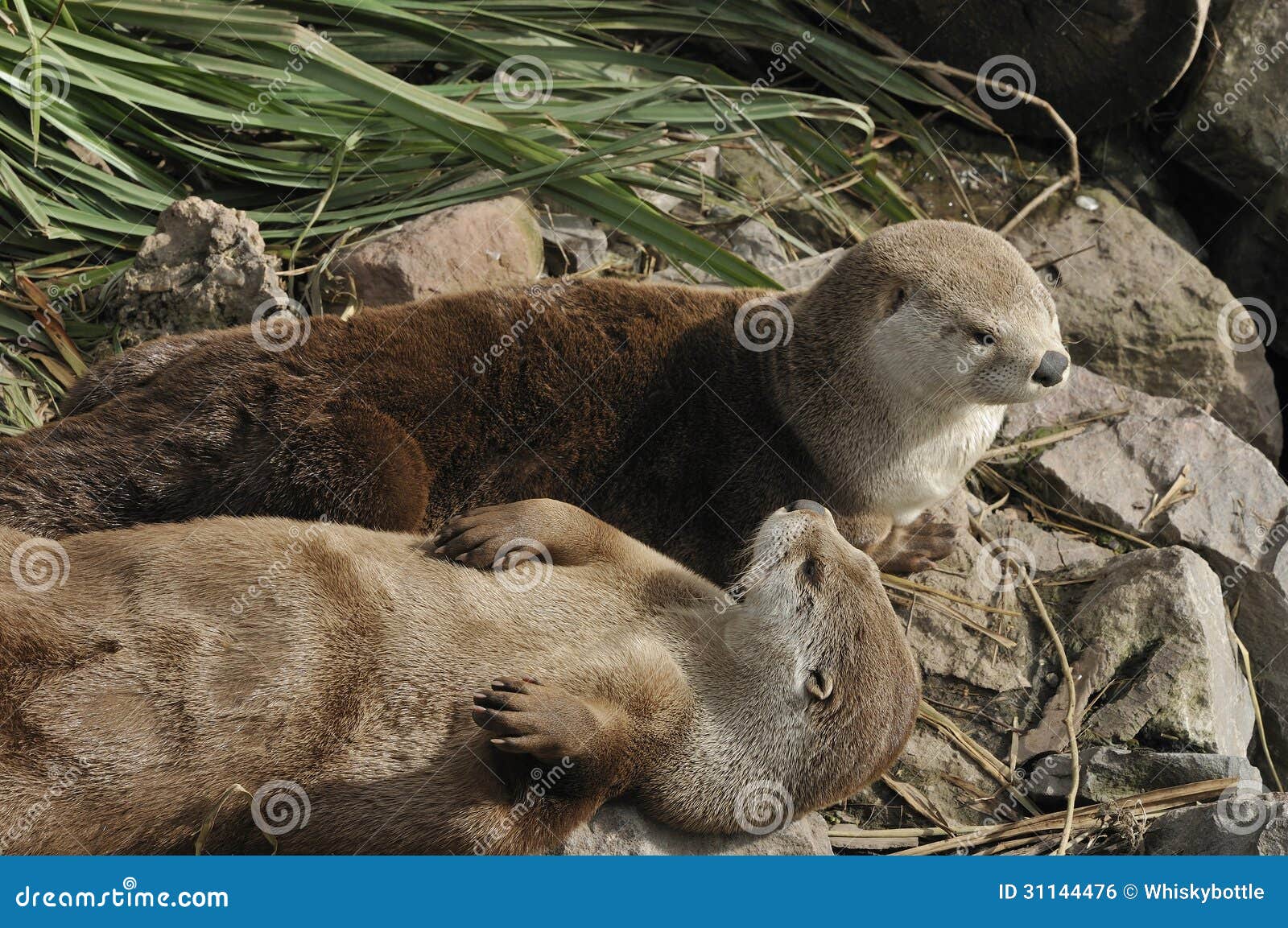 Nutria De Río Norteamericana Foto de archivo - Imagen de relajado ...