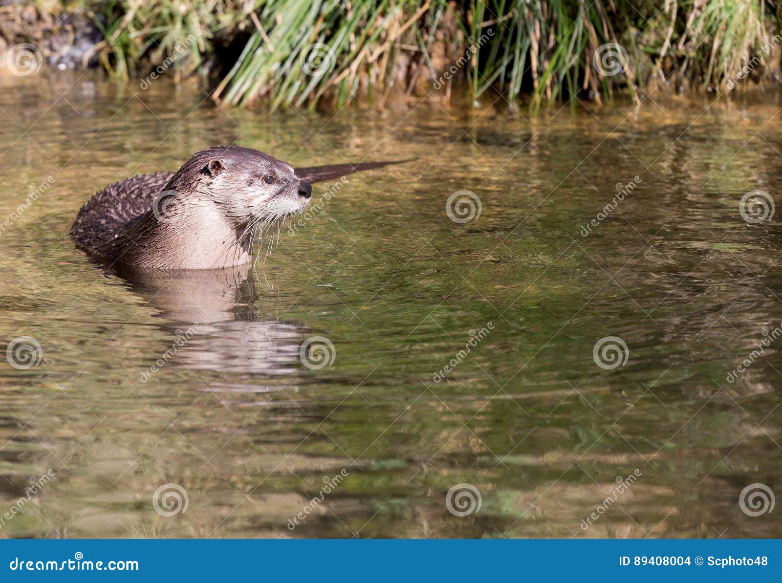 Nutria De Río Norteamericana Foto de archivo - Imagen de pista, agua ...