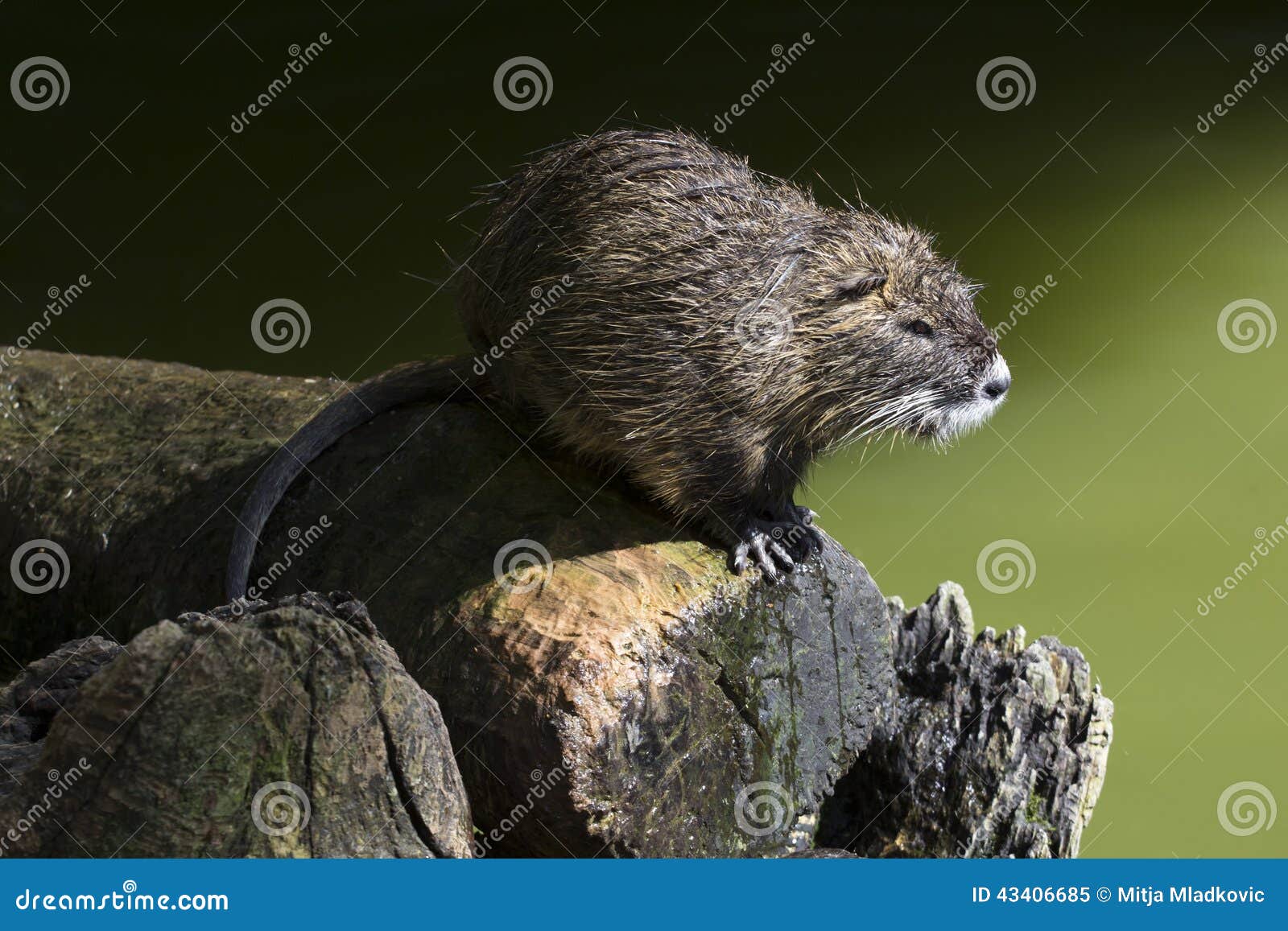 Nutria durch den Fluss stockbild. Bild von sumpf, coypu - 43406685