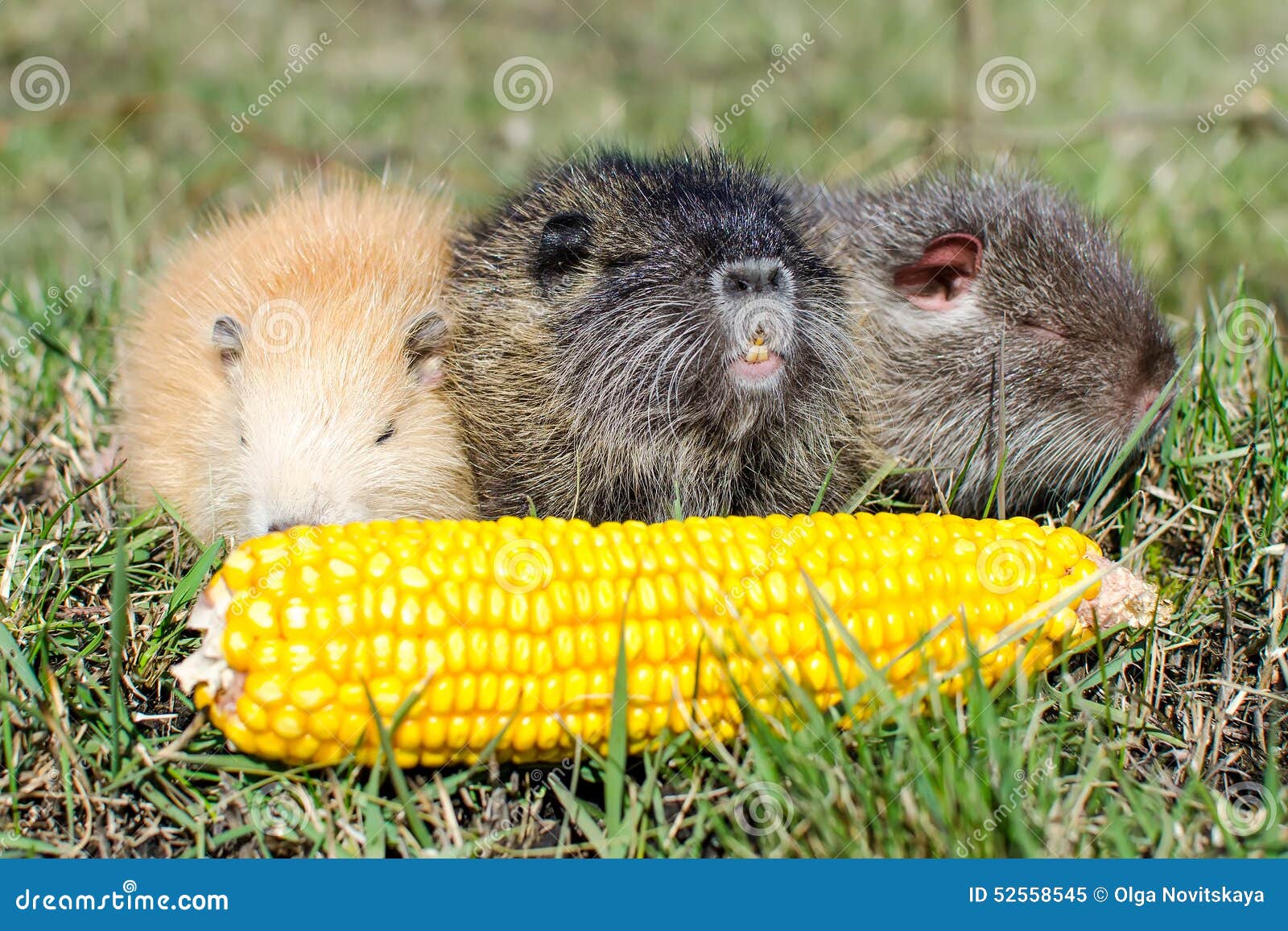 Nutria Eat Corn Photos - Free & Royalty-Free Stock Photos from Dreamstime