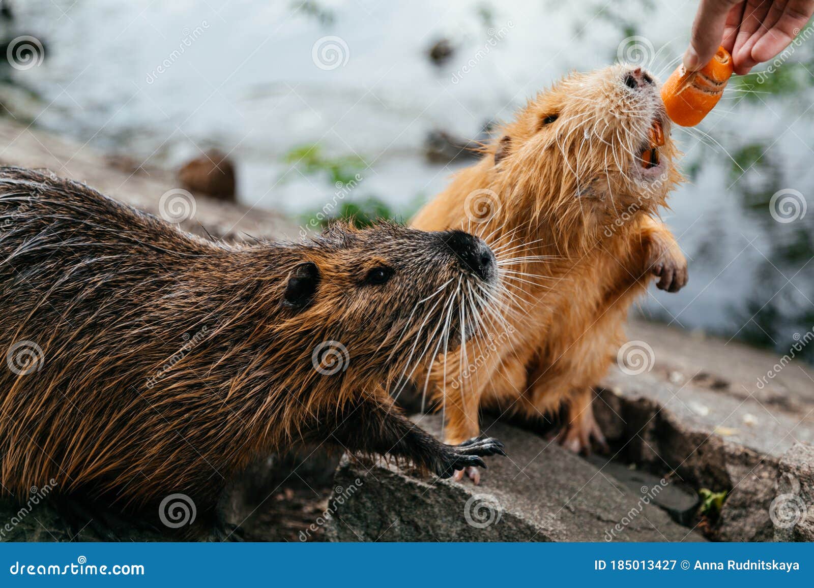 Nutria eat vegetables stock image. Image of europe, animal - 185013427