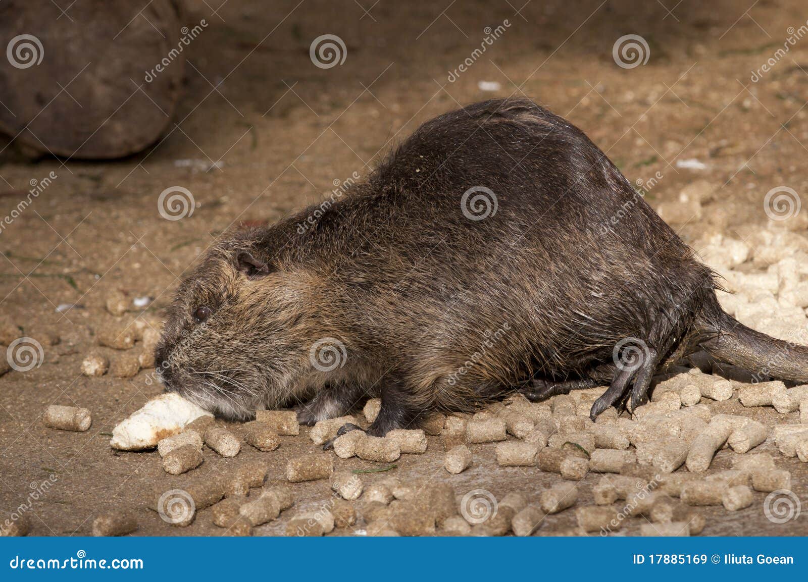 Nutria eating stock image. Image of nature, coypus, ruminant - 17885169