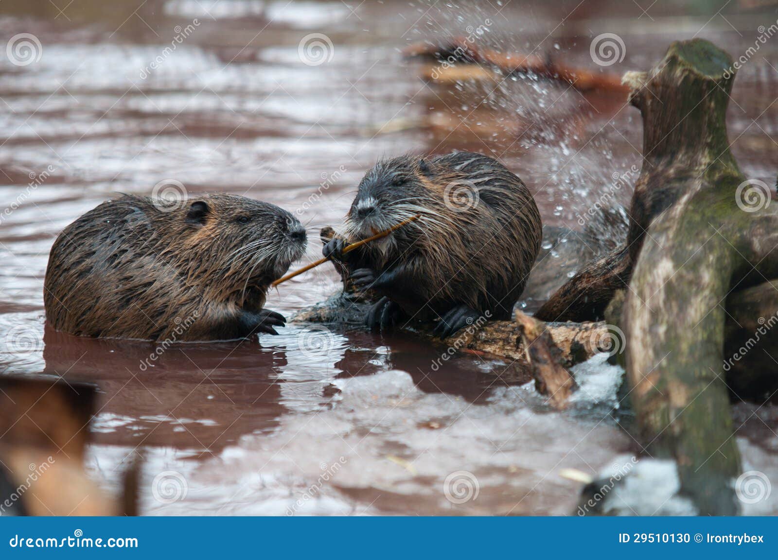 Nutria eating stock photo. Image of guinea, animals, lake - 29510130