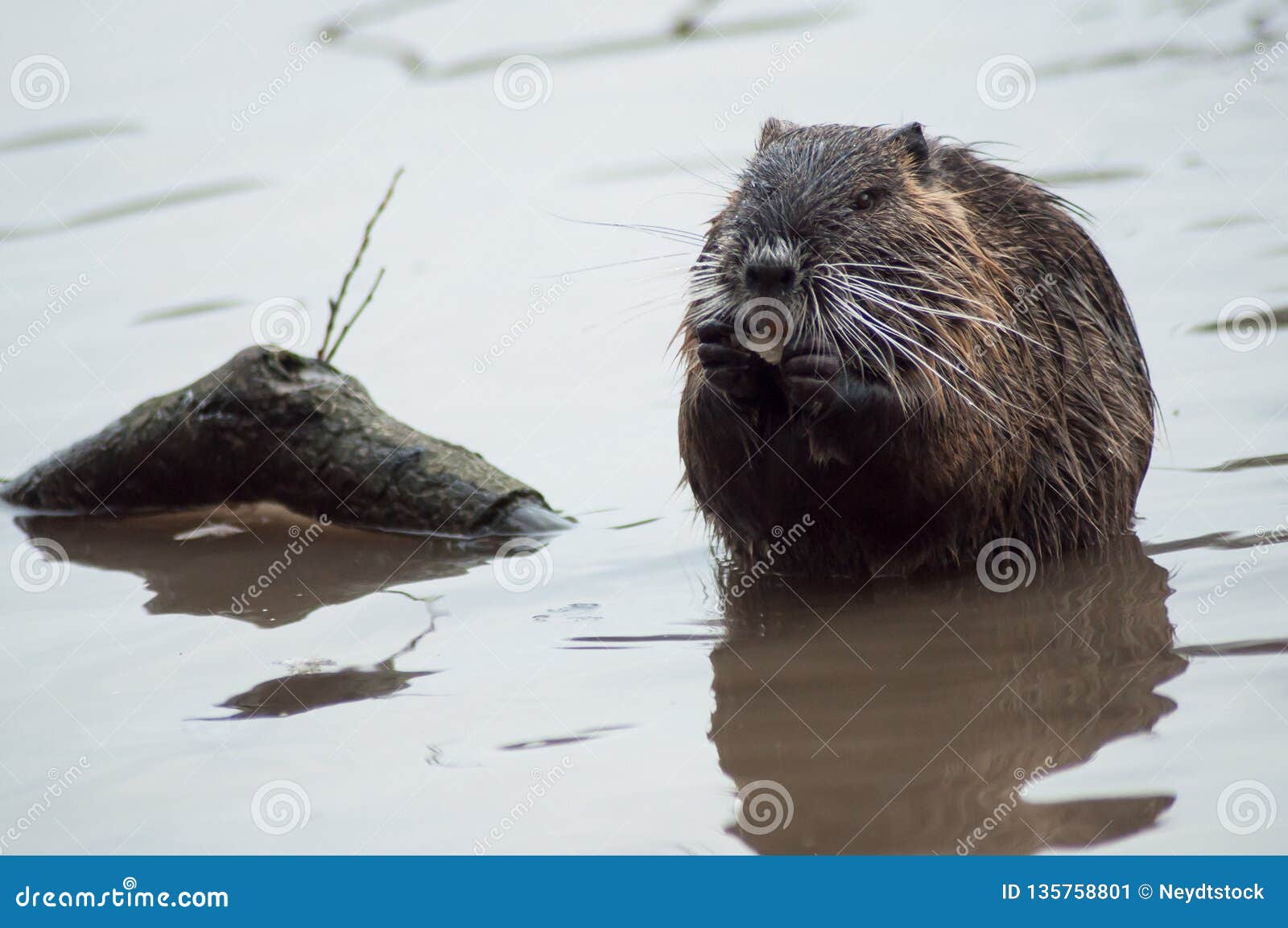 Nutria Eating Bread in Border Water Stock Image - Image of closeup ...