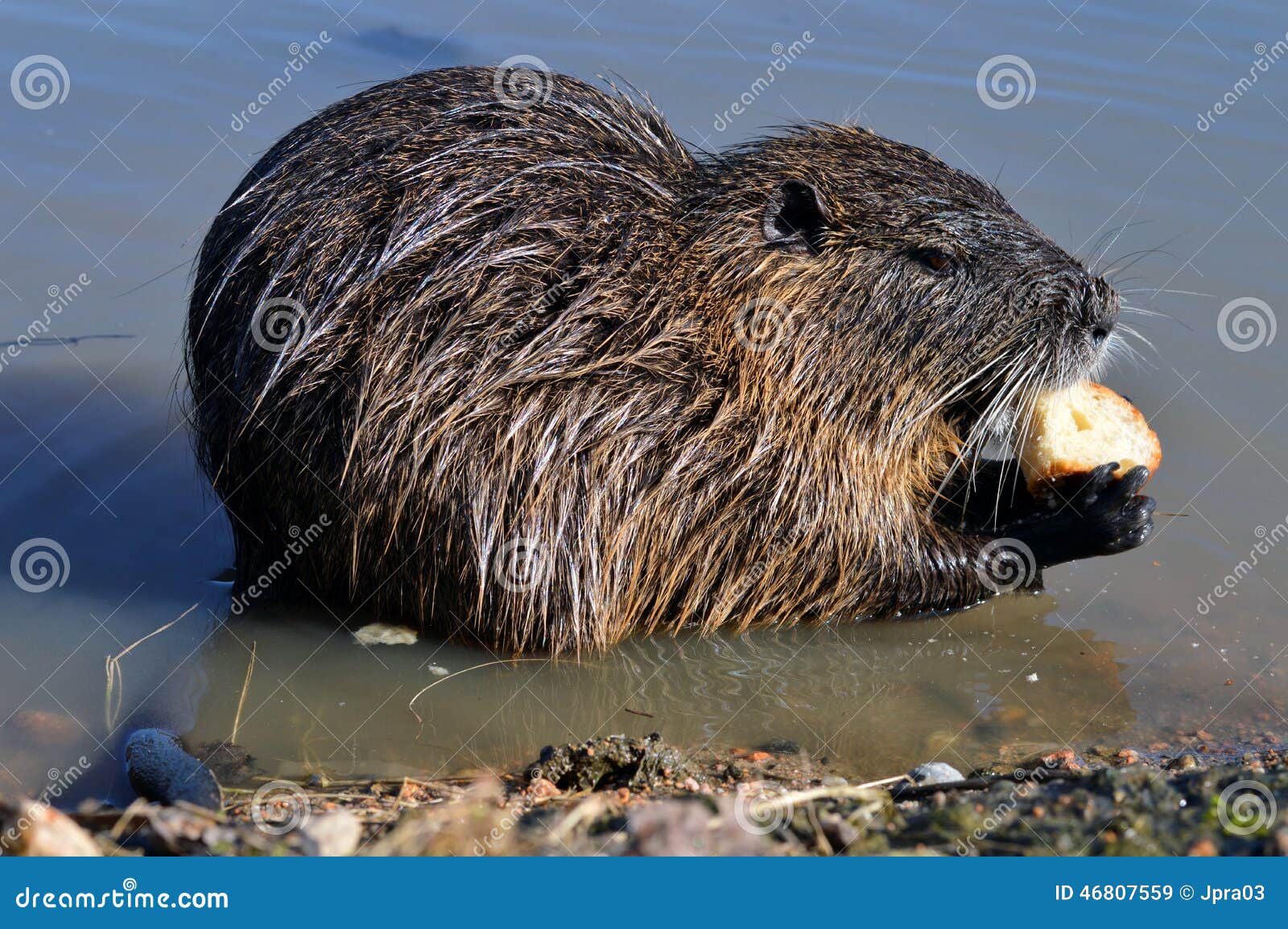 Nutria stock image. Image of wildlife, myocastor, herbivorous - 46807559