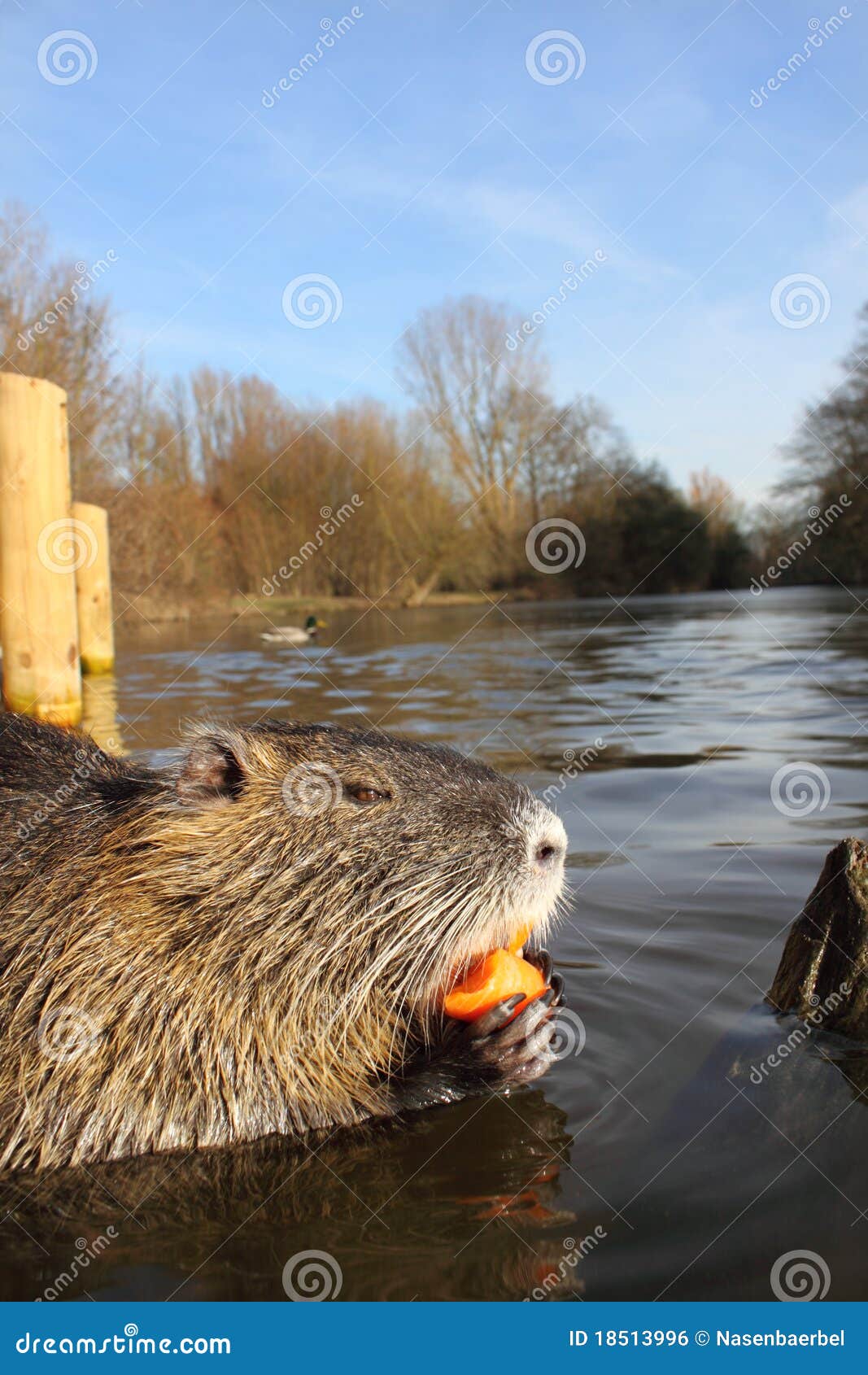Nutria eating carrots stock photo. Image of shore, pond - 18513996
