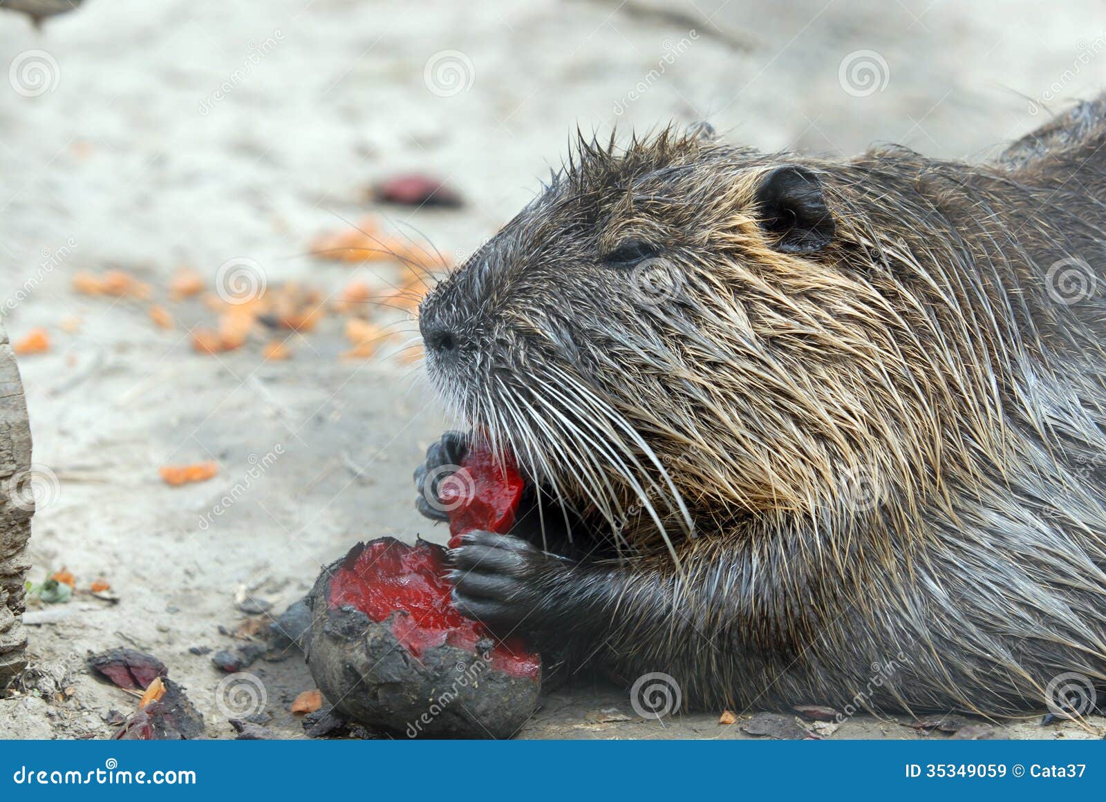 Nutria stock image. Image of paws, feeding, coypus, eating - 35349059