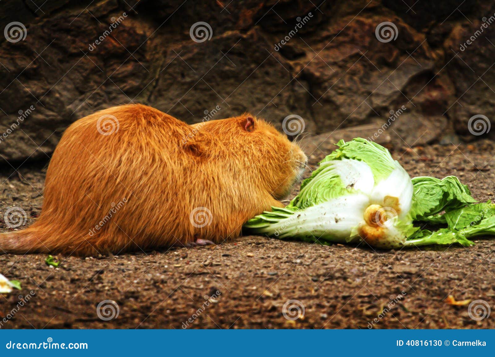 Nutria eating salad stock photo. Image of food, horizontal - 40816130