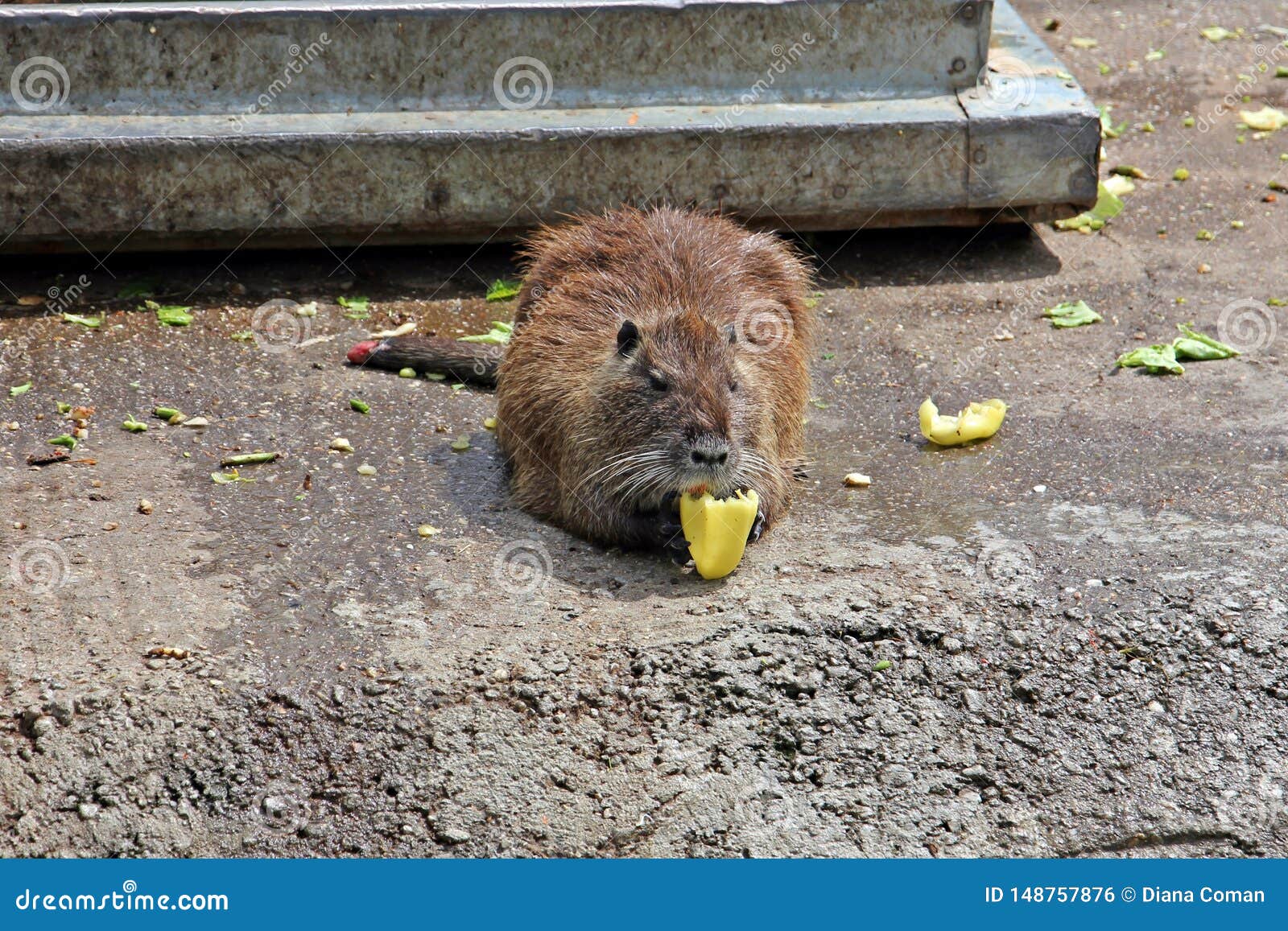 Nutria eating vegetables stock photo. Image of bole - 148757876