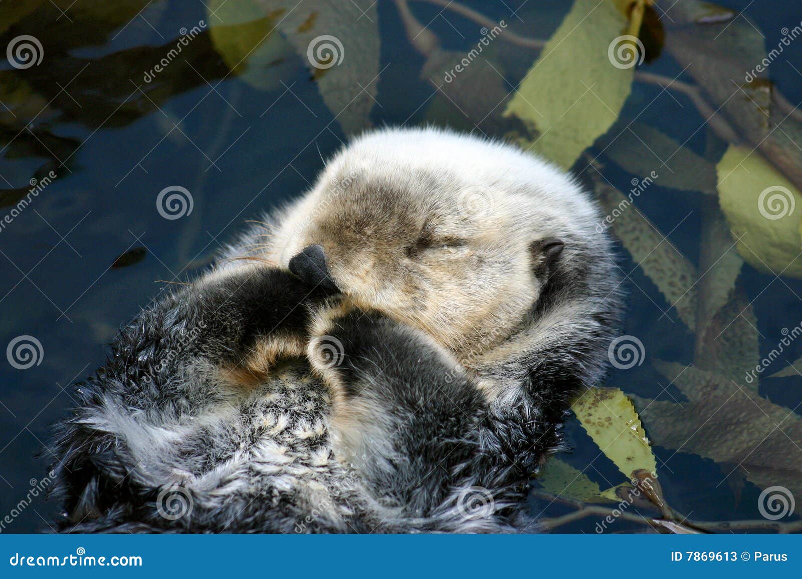 Nutria El Dormir Imagen. Imagen: 7869613