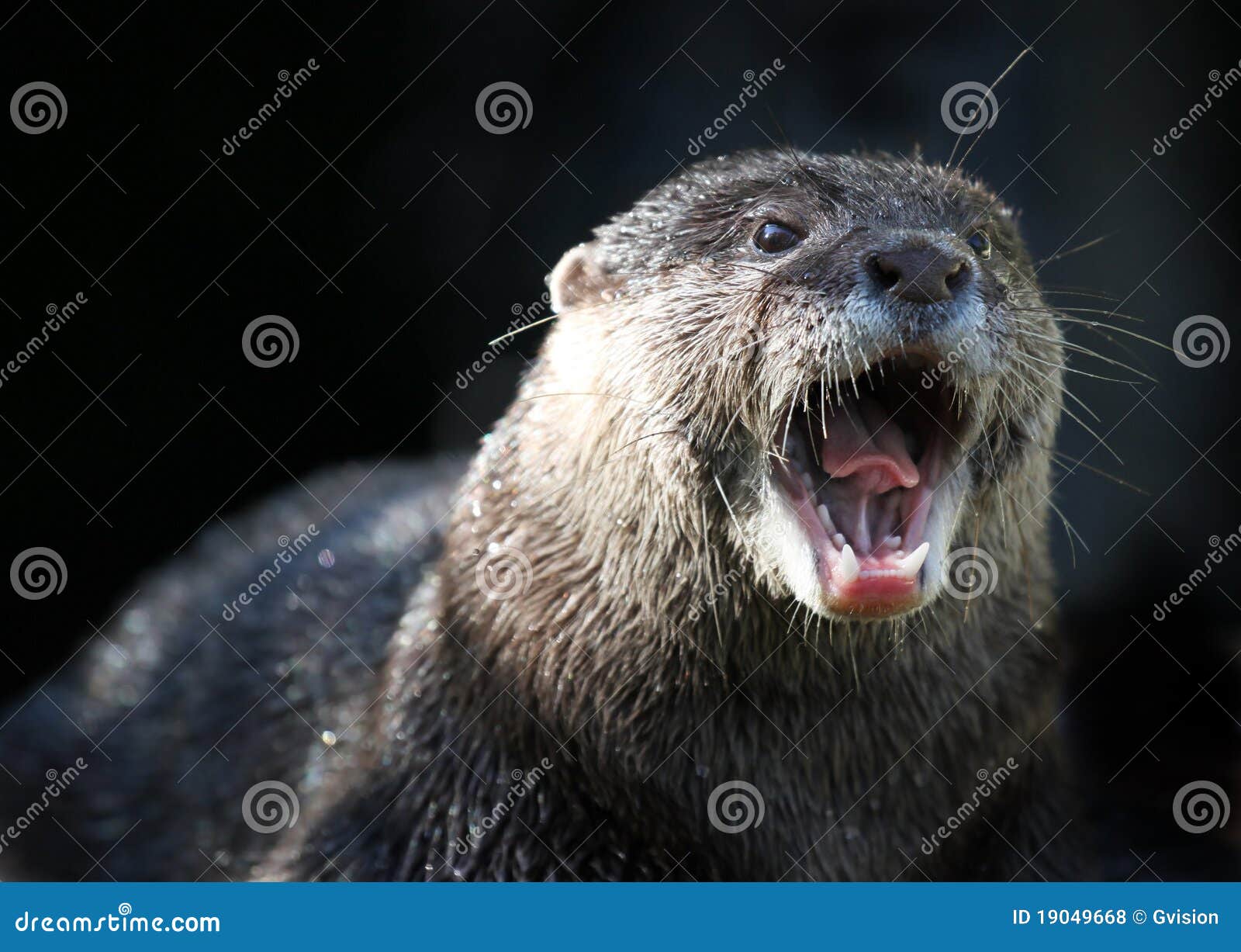 Nutria Enojada Fotos de stock - Fotos libres de regalías de Dreamstime