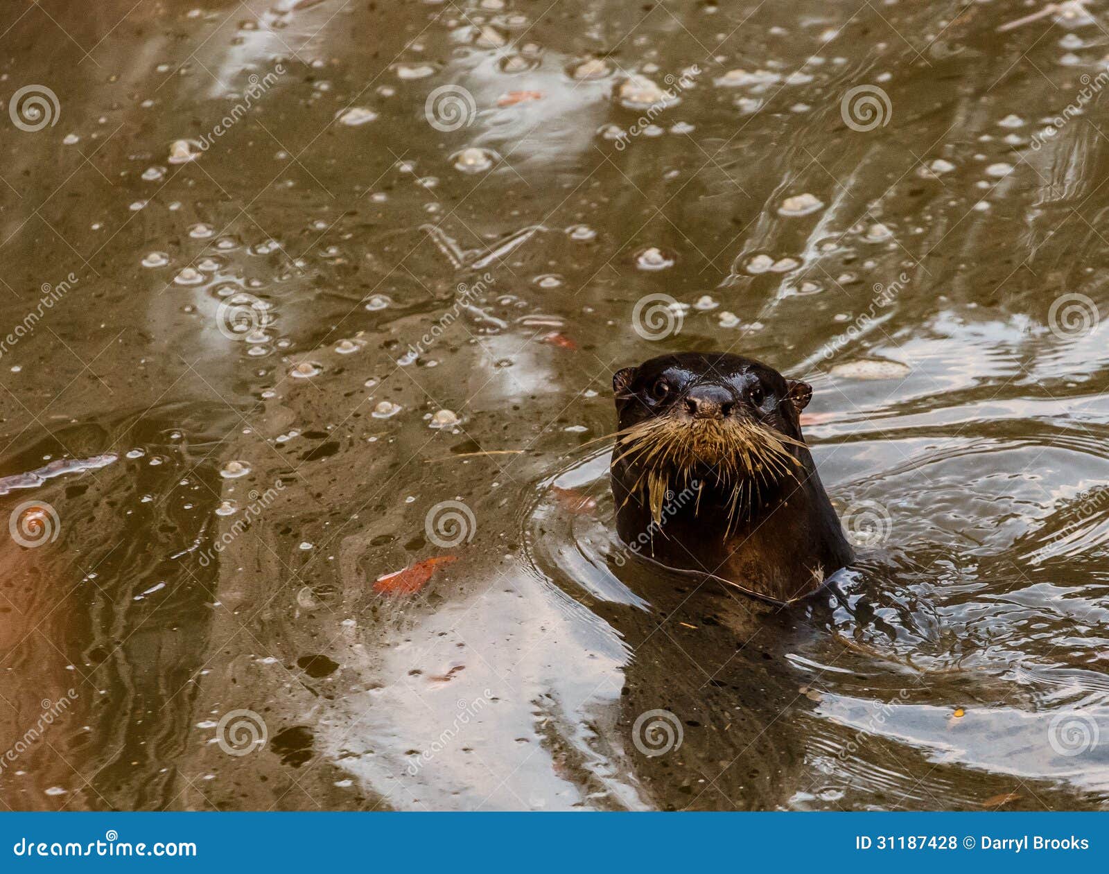 Nutria enojada foto de archivo. Imagen de lowlands, salino - 31187428