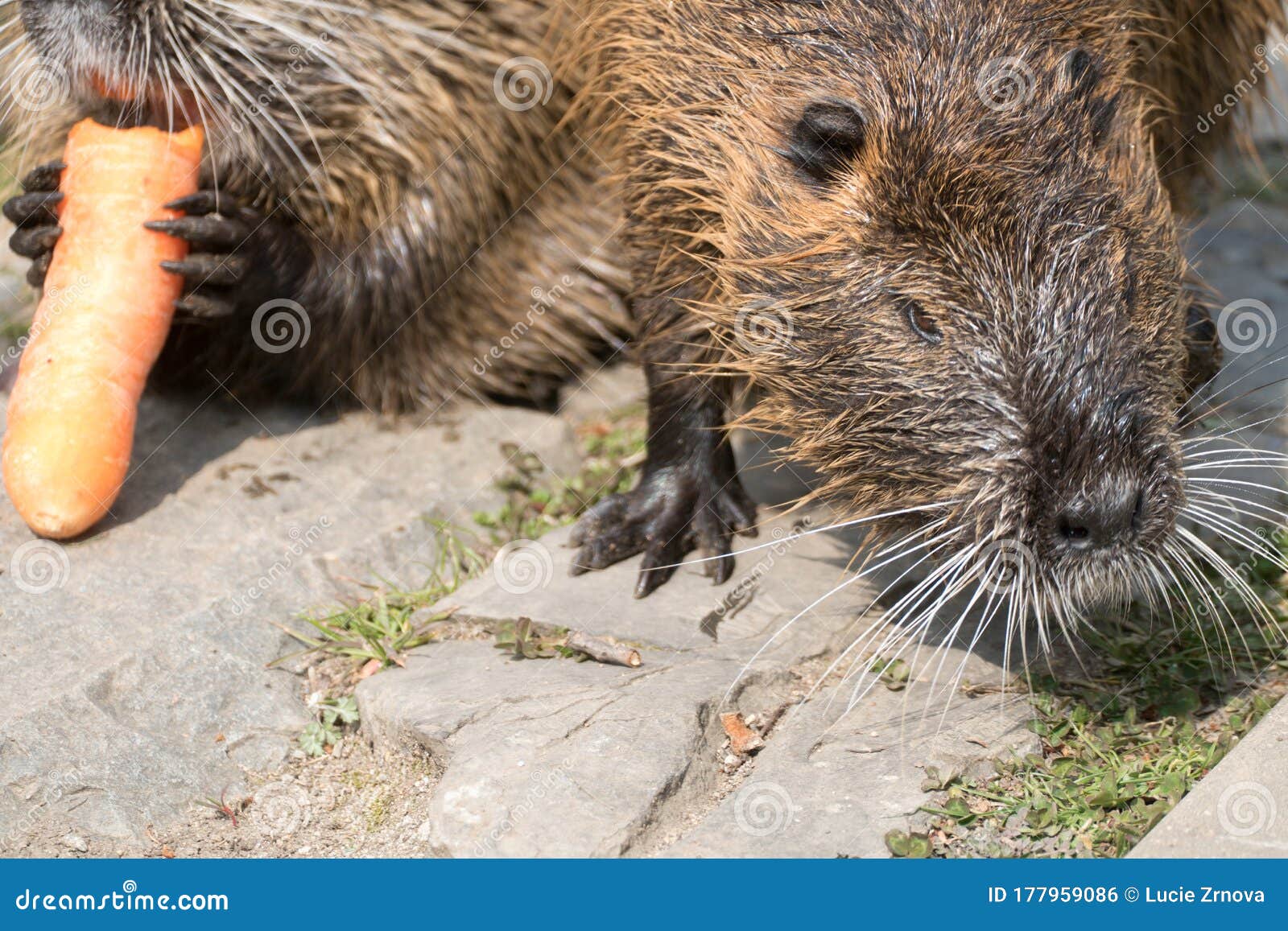 Nutria Farm On A River Stock Photography | CartoonDealer.com #177959996