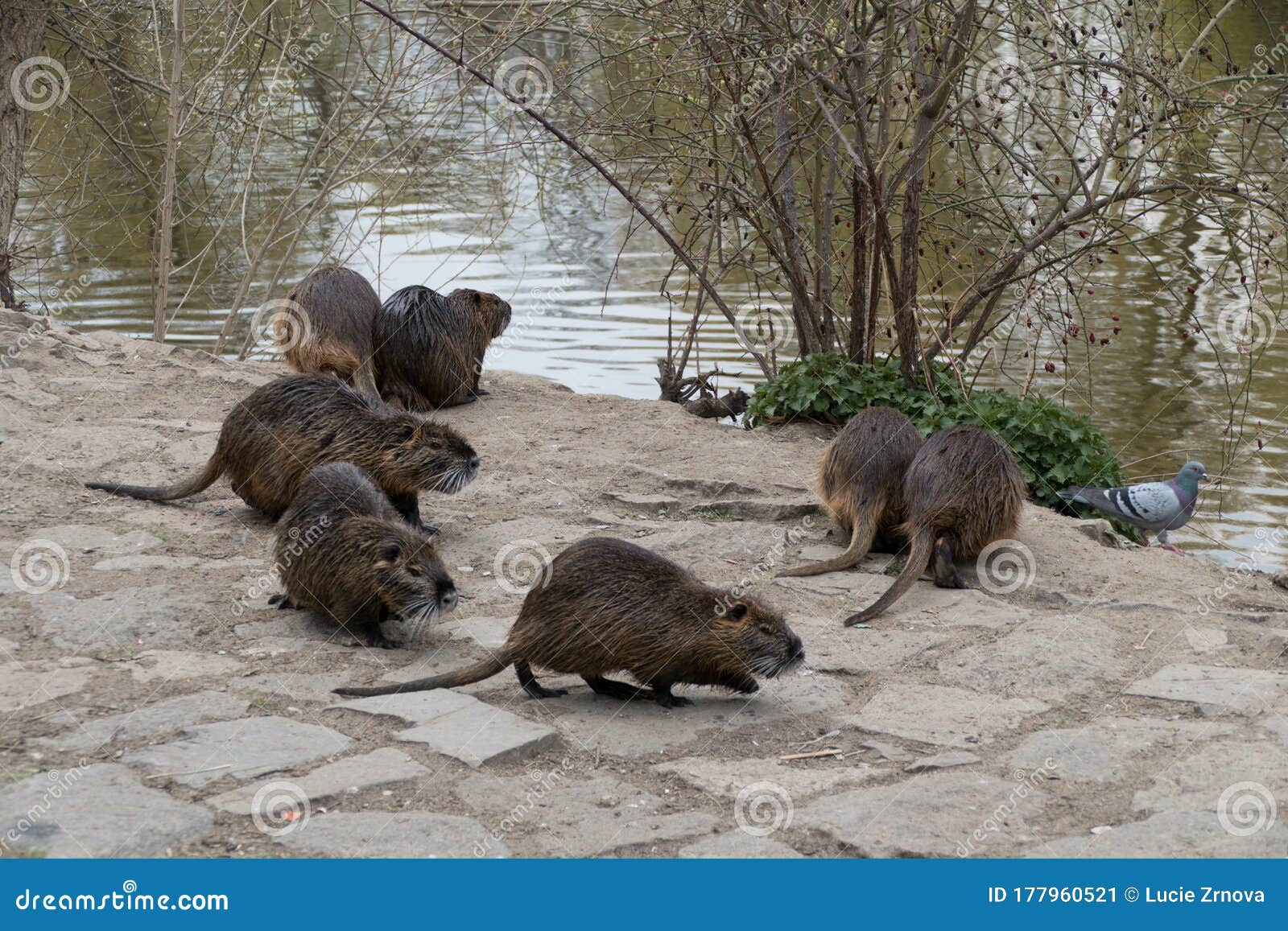 Nutria farm on a river stock image. Image of eating - 177960521