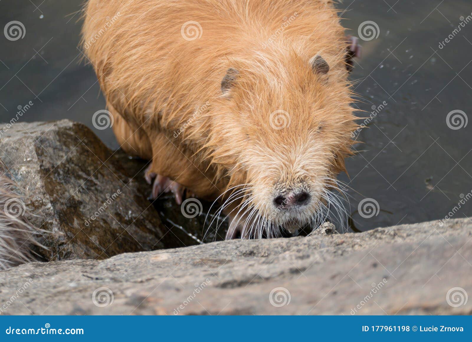 Nutria farm on a river stock photo. Image of animal - 177961198