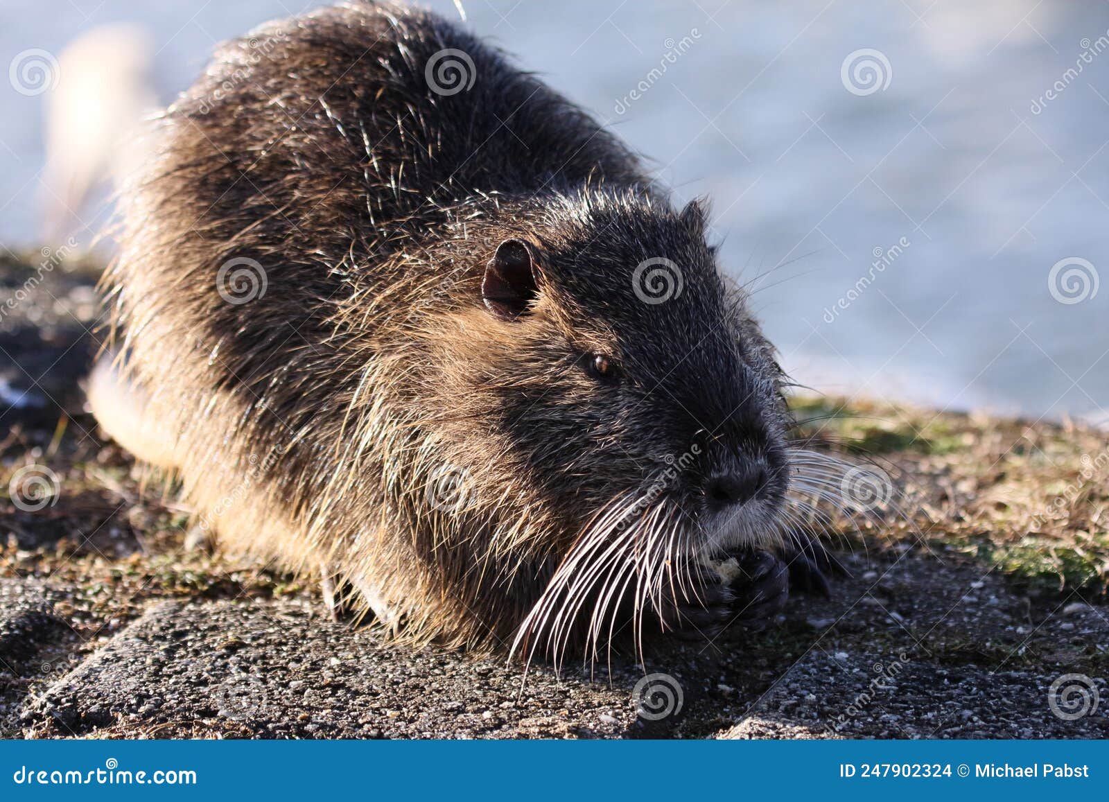 Nutria Feeding on a Riverbank Stock Photo - Image of nature, whisker ...