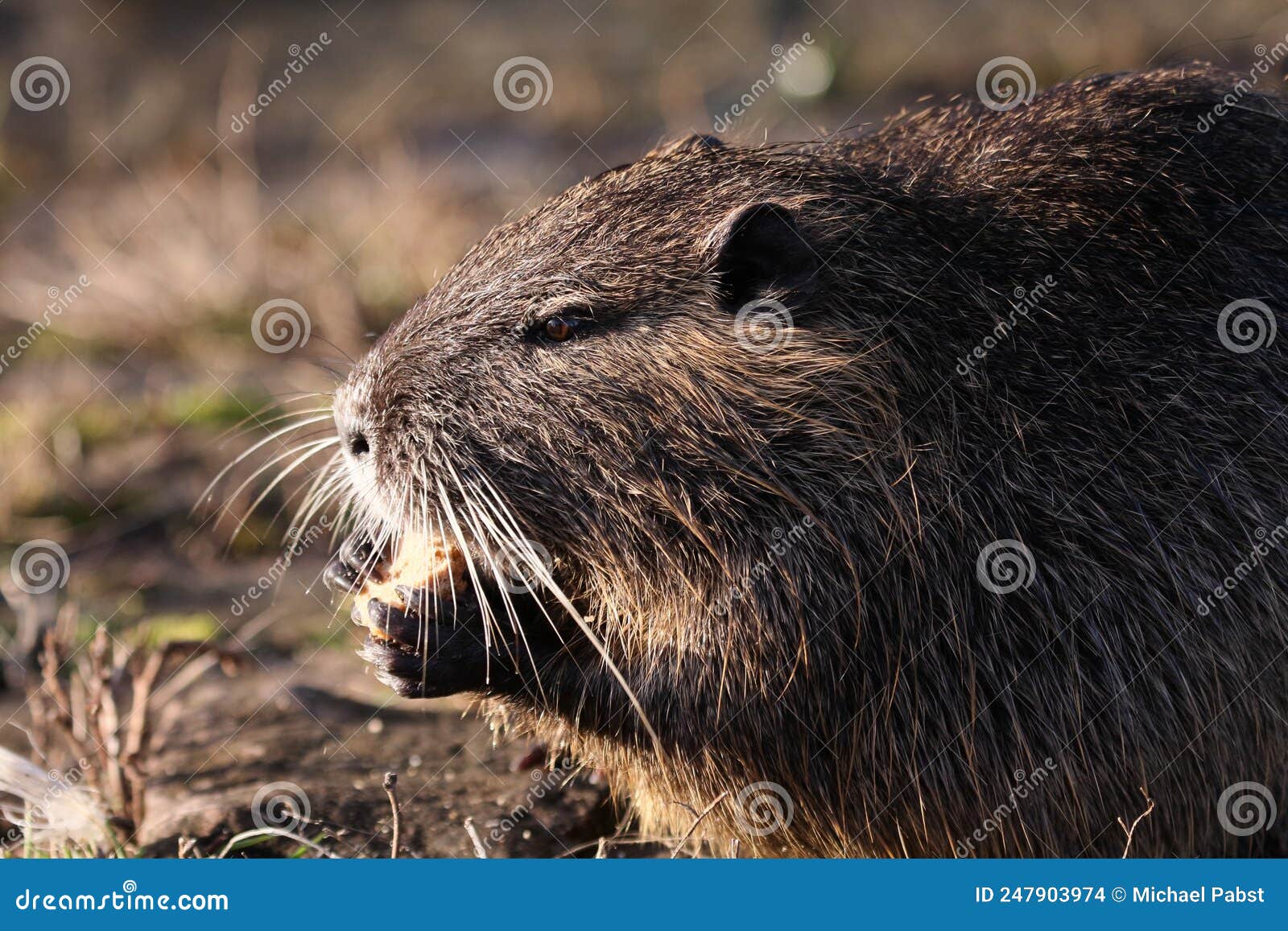 Nutria Feeding Bread a Riverside Stock Photo - Image of sumpfbieber ...