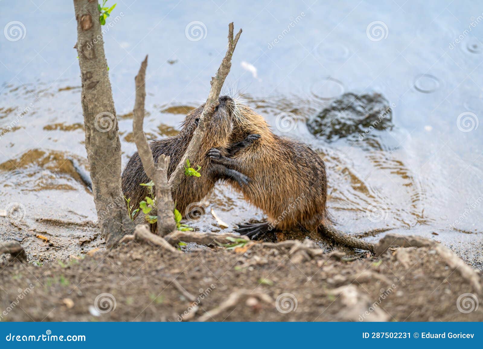 Nutria Fighting for Food on the River Bank Stock Image - Image of water ...