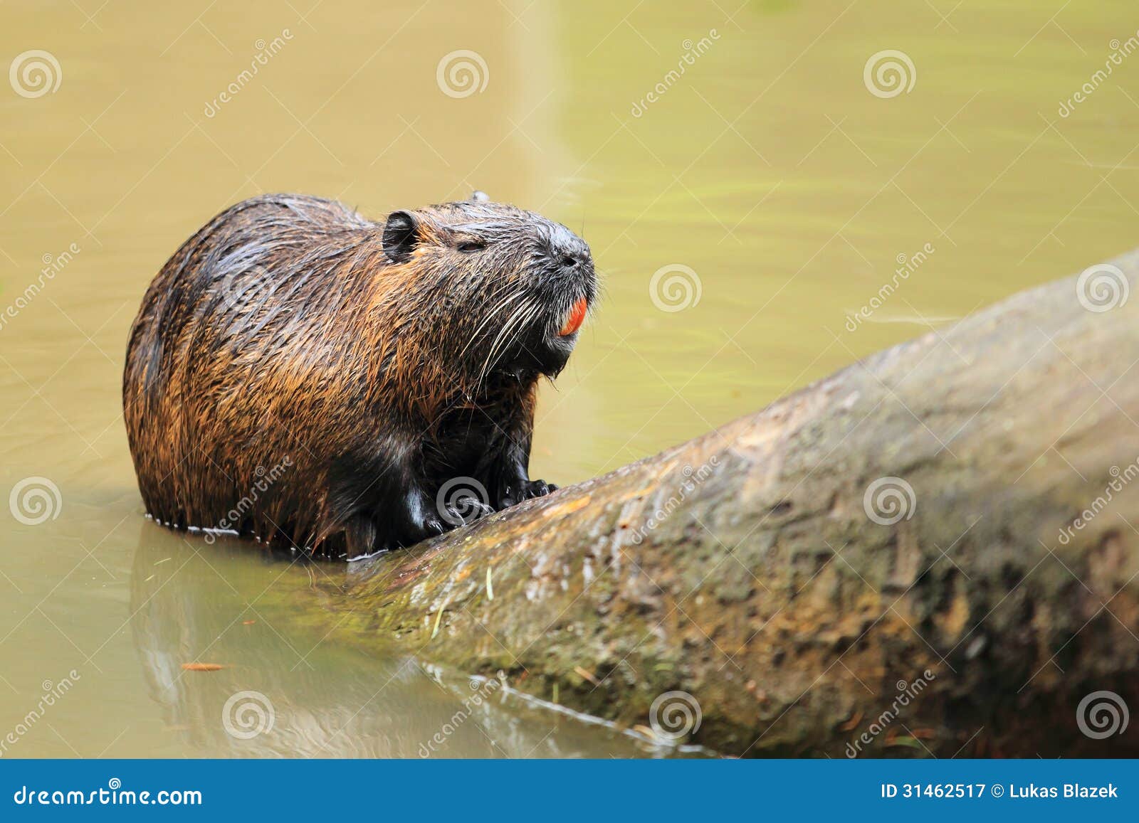 Nutria Stock Photography | CartoonDealer.com #222287624