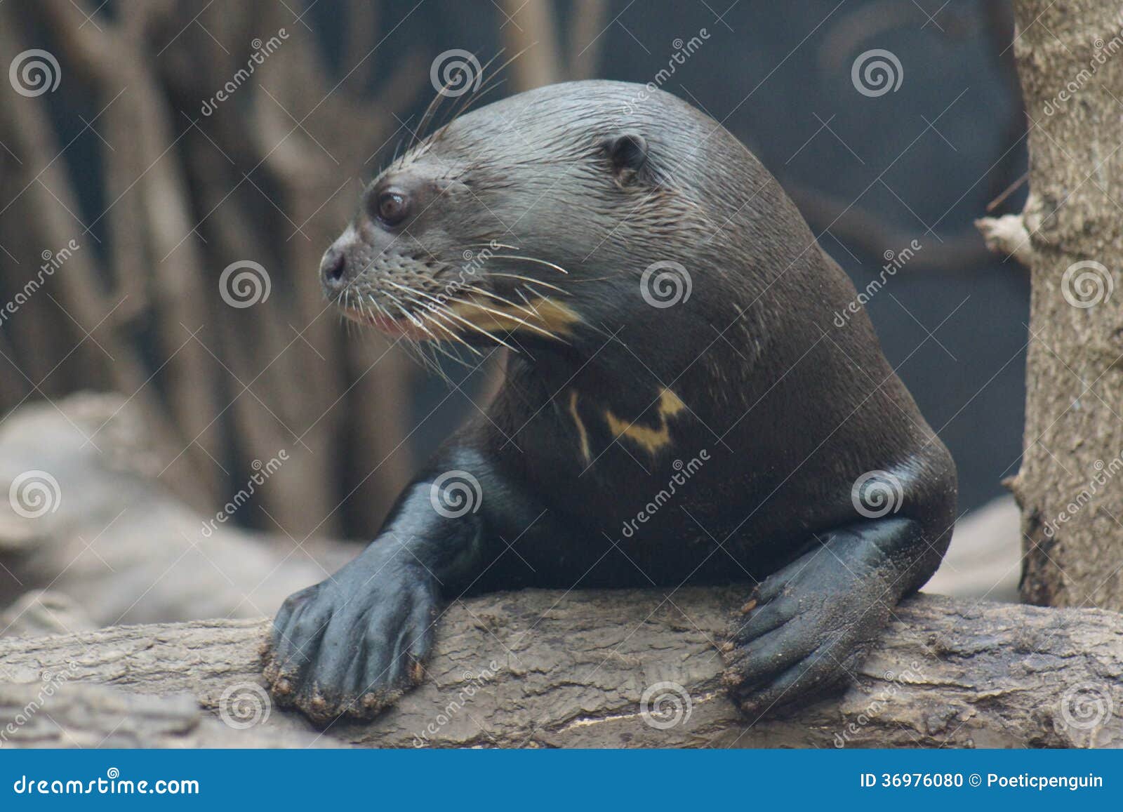 1,006 Nutria Gigante Fotos - Libres de Derechos y Gratuitas de Dreamstime