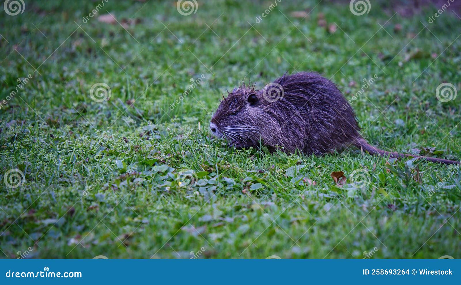Nutria gris en el pasto foto de archivo. Imagen de wallpaper - 258693264