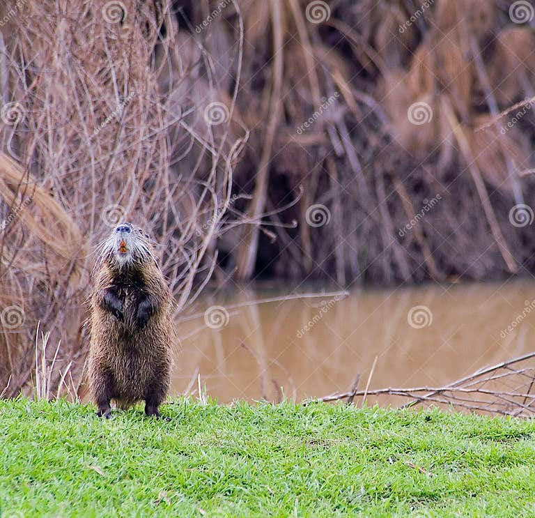 Nutria in Hauula stock photo. Image of rodent, animalia - 11690334