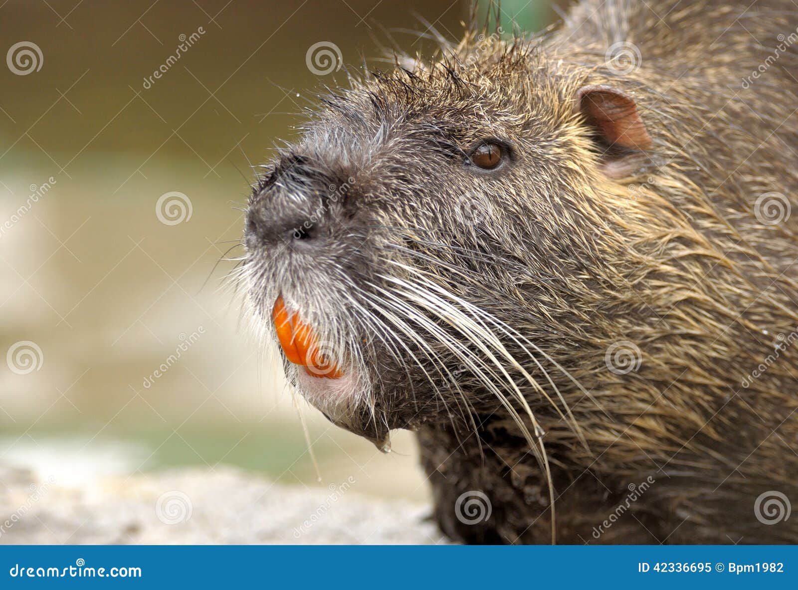 Nutria. stock image. Image of animal, animals, food, head - 42336695