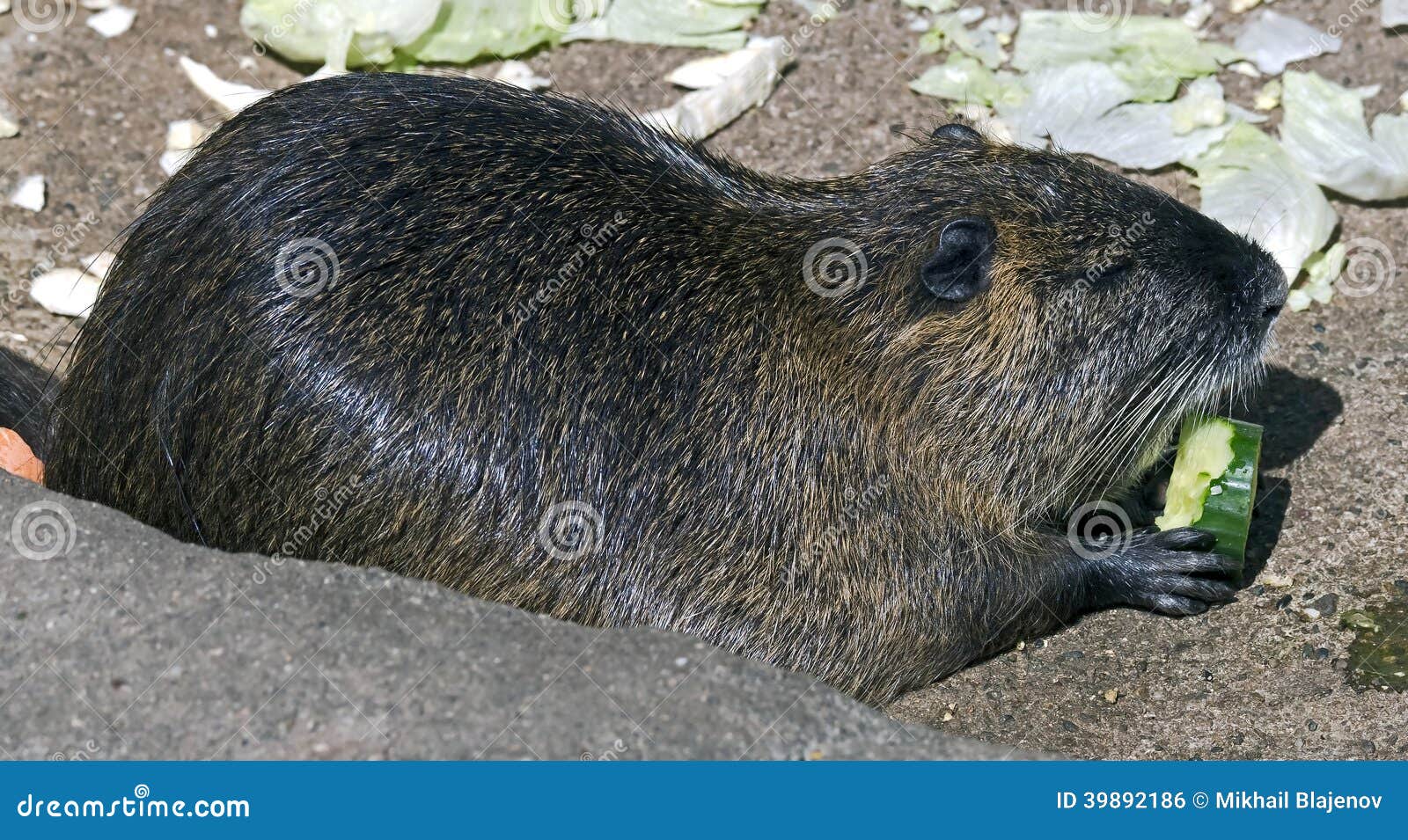 Nutria 5 stock photo. Image of herbivore, zoology, species - 39892186