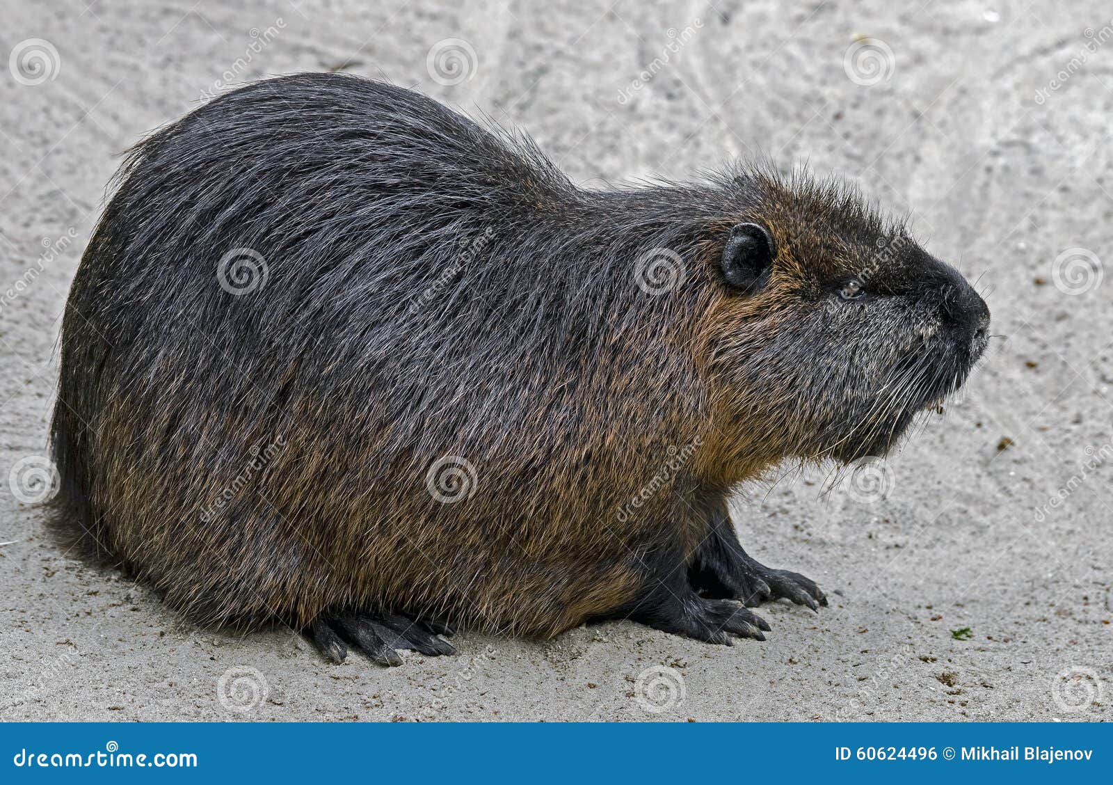 Nutria 12 stock photo. Image of gnaw, ecology, cutting - 60624496
