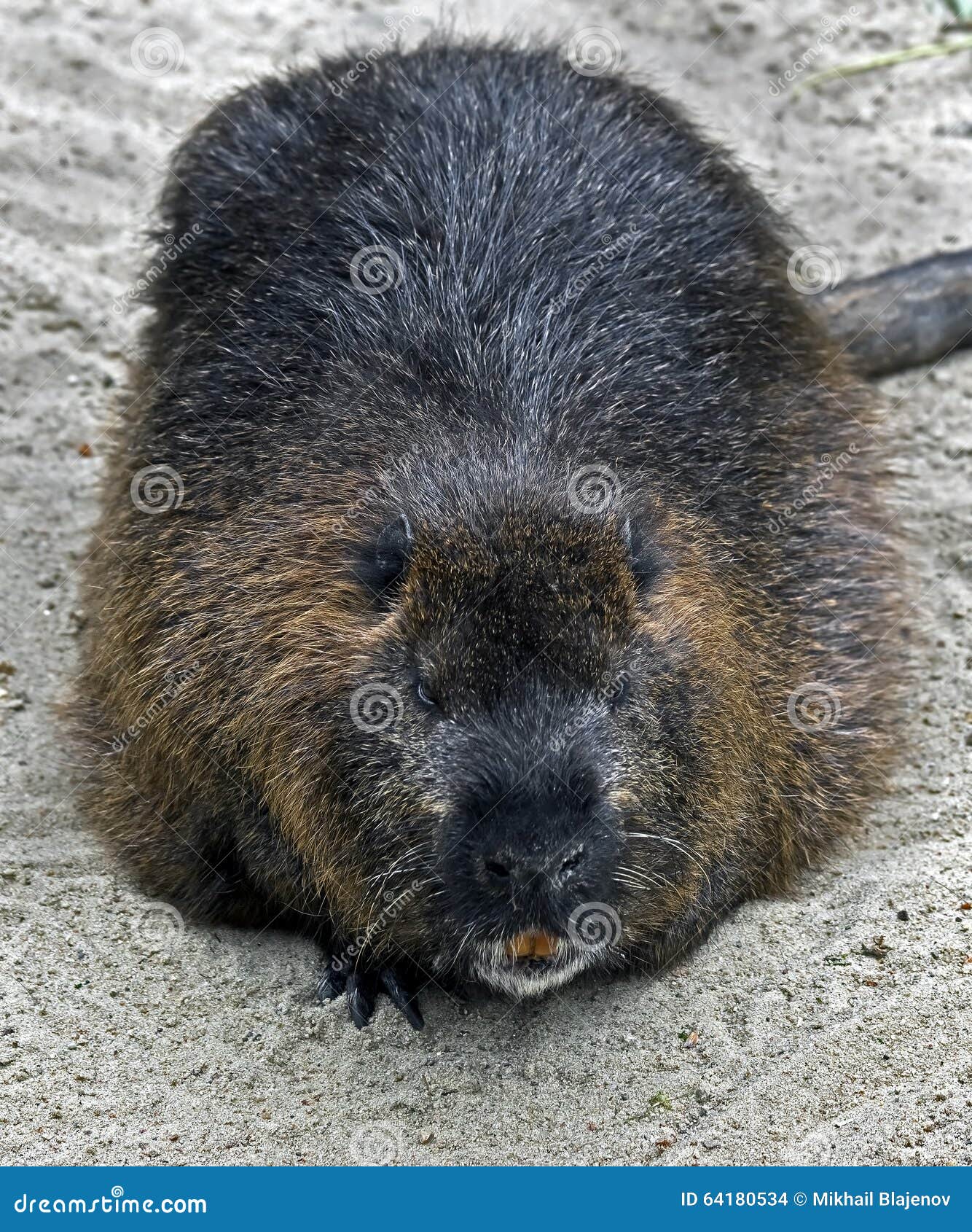 Nutria 13 stock photo. Image of view, environment, portrait - 64180534