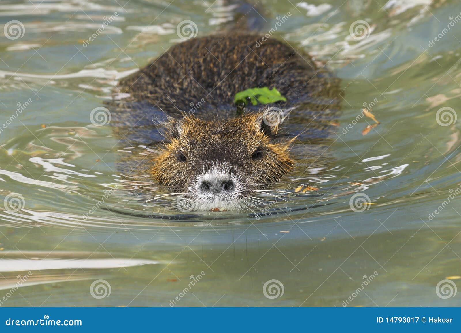Nutria, myocastor coypus stock image. Image of coypus - 14793017