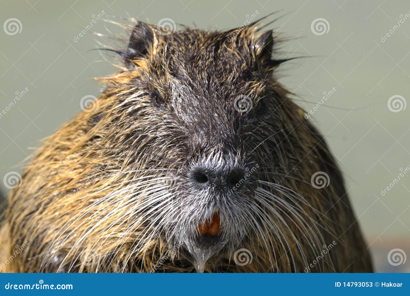 Nutria, myocastor coypus stock image. Image of wildlife - 14793053