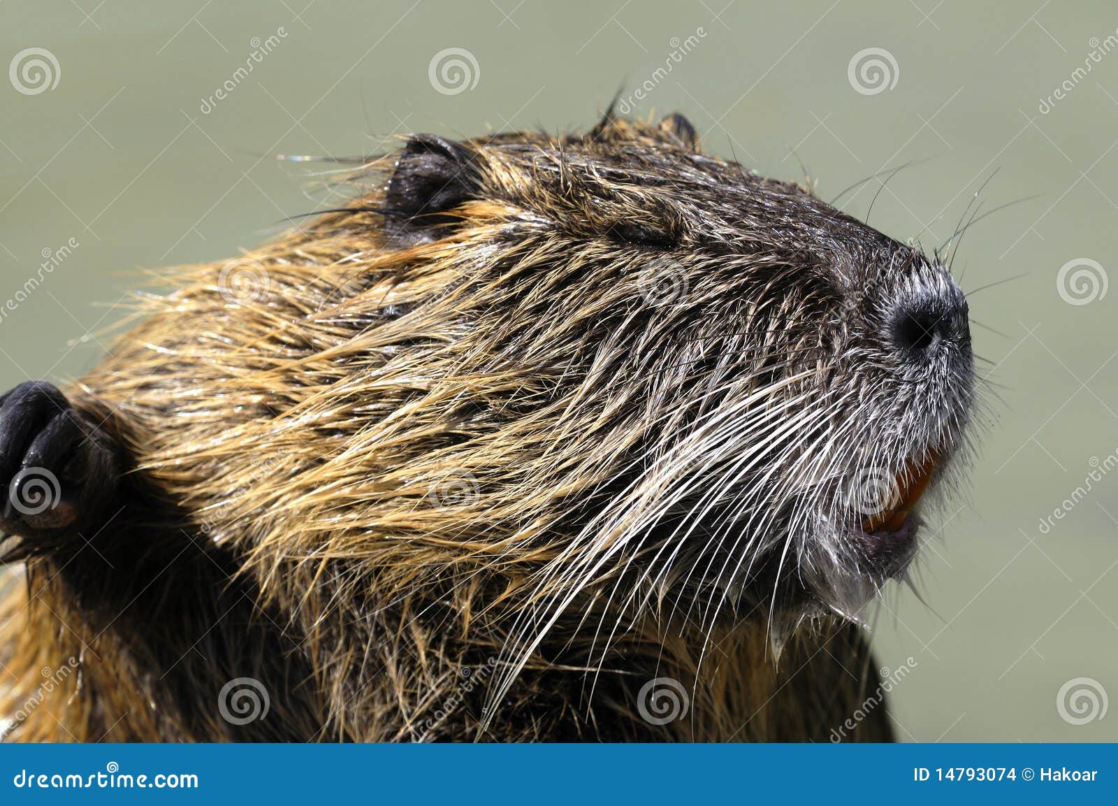 Nutria, myocastor coypus stock photo. Image of rodentia - 14793074
