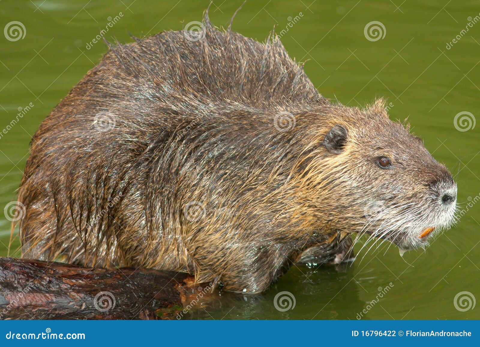 Nutria (Myocastor coypus) stock photo. Image of cute - 16796422