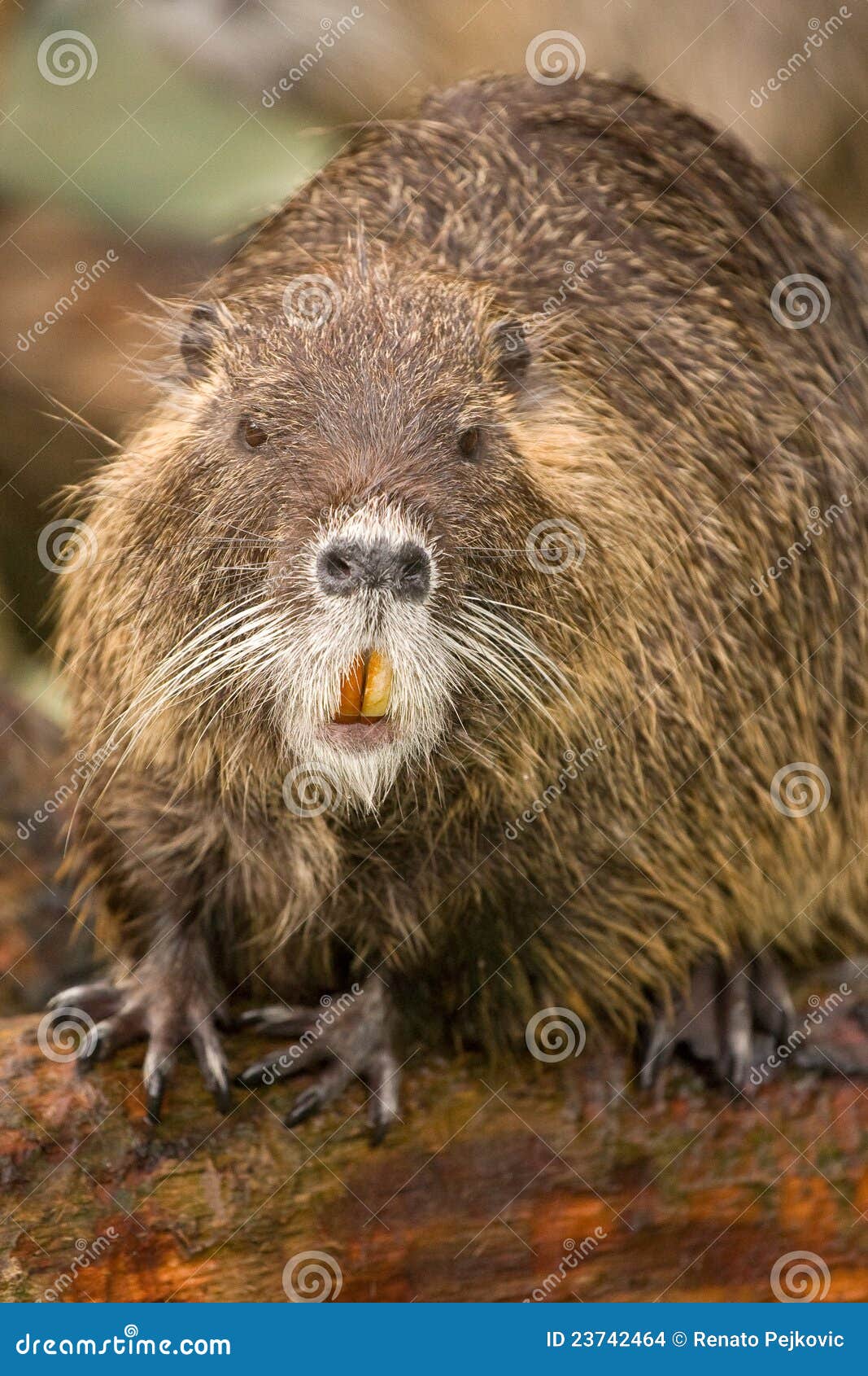 Nutria (Myocastor coypus) stock photo. Image of pond - 23742464