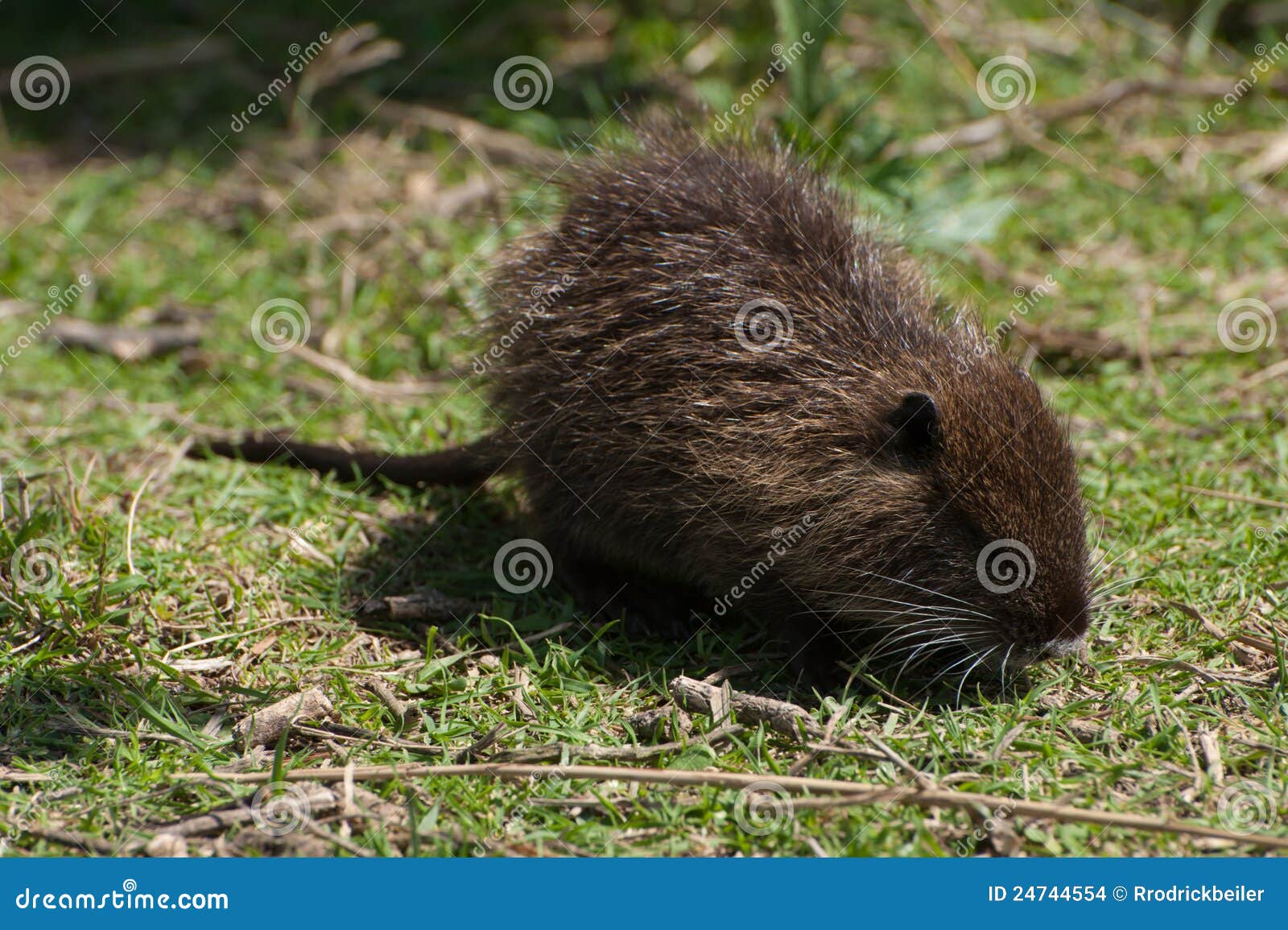 Nutria (Myocastor coypus) stock photo. Image of coypus - 24744554