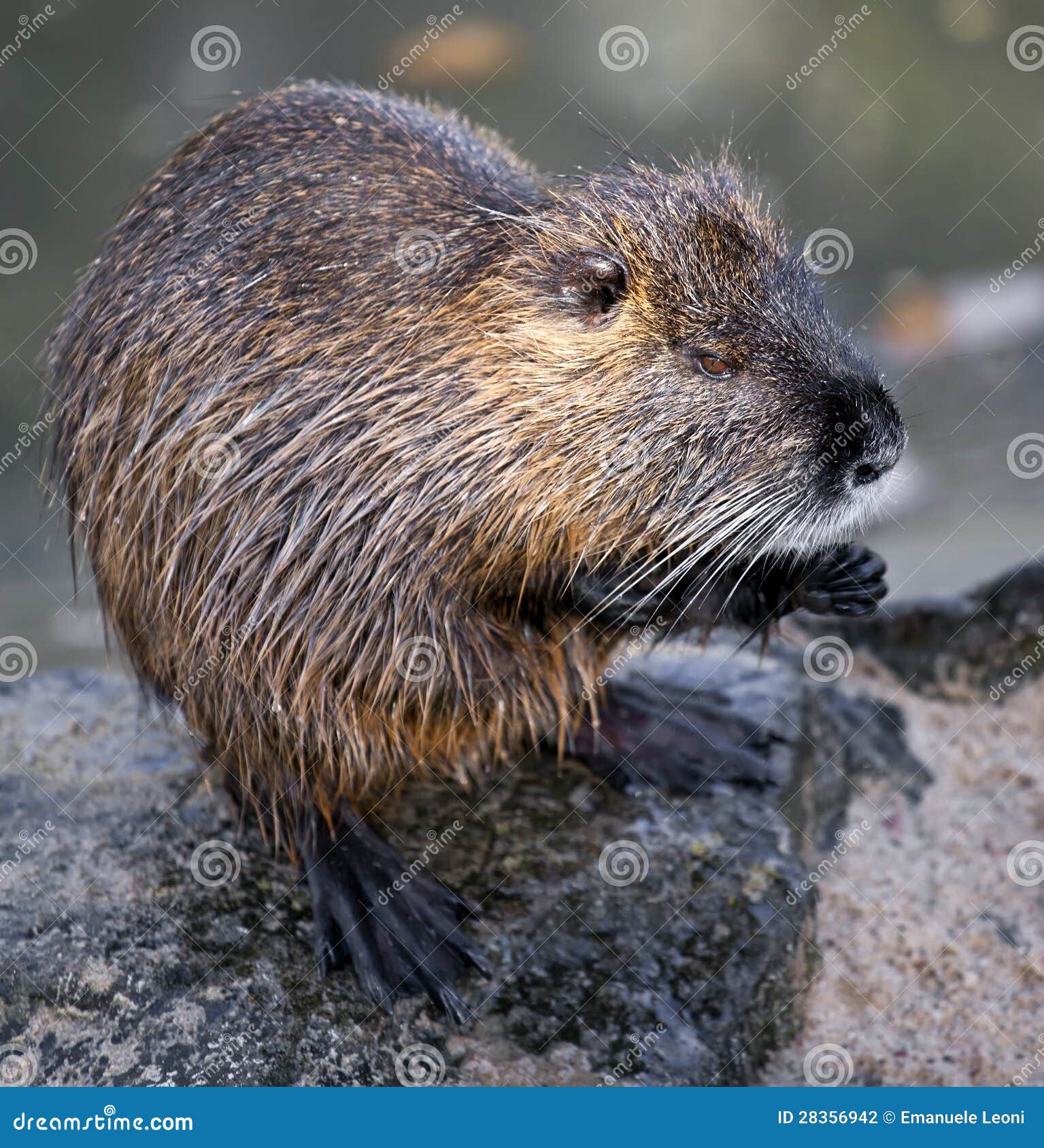 Nutria (Myocastor coypus) stock photo. Image of beautiful - 28356942