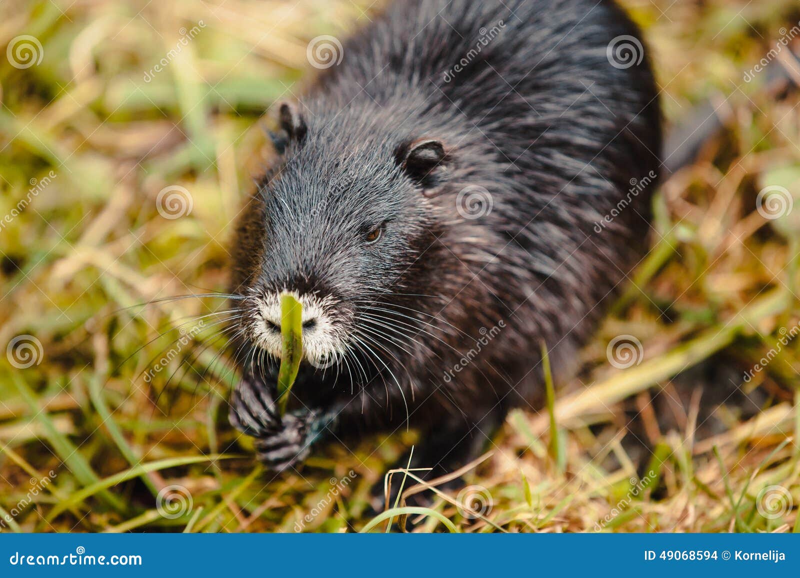 Nutria stock photo. Image of aquatic, pets, marsh, food - 49068594