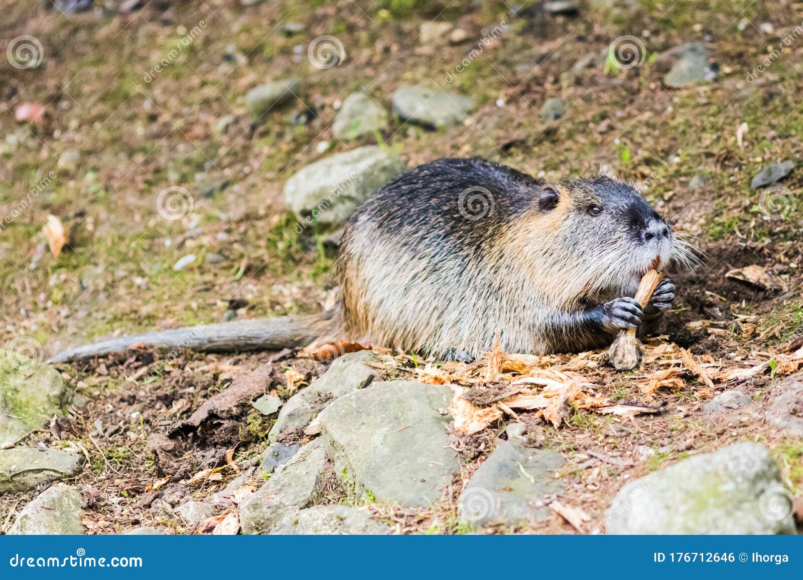 Nutria Myocastor Coypus in Germany Stock Photo - Image of white, animal ...