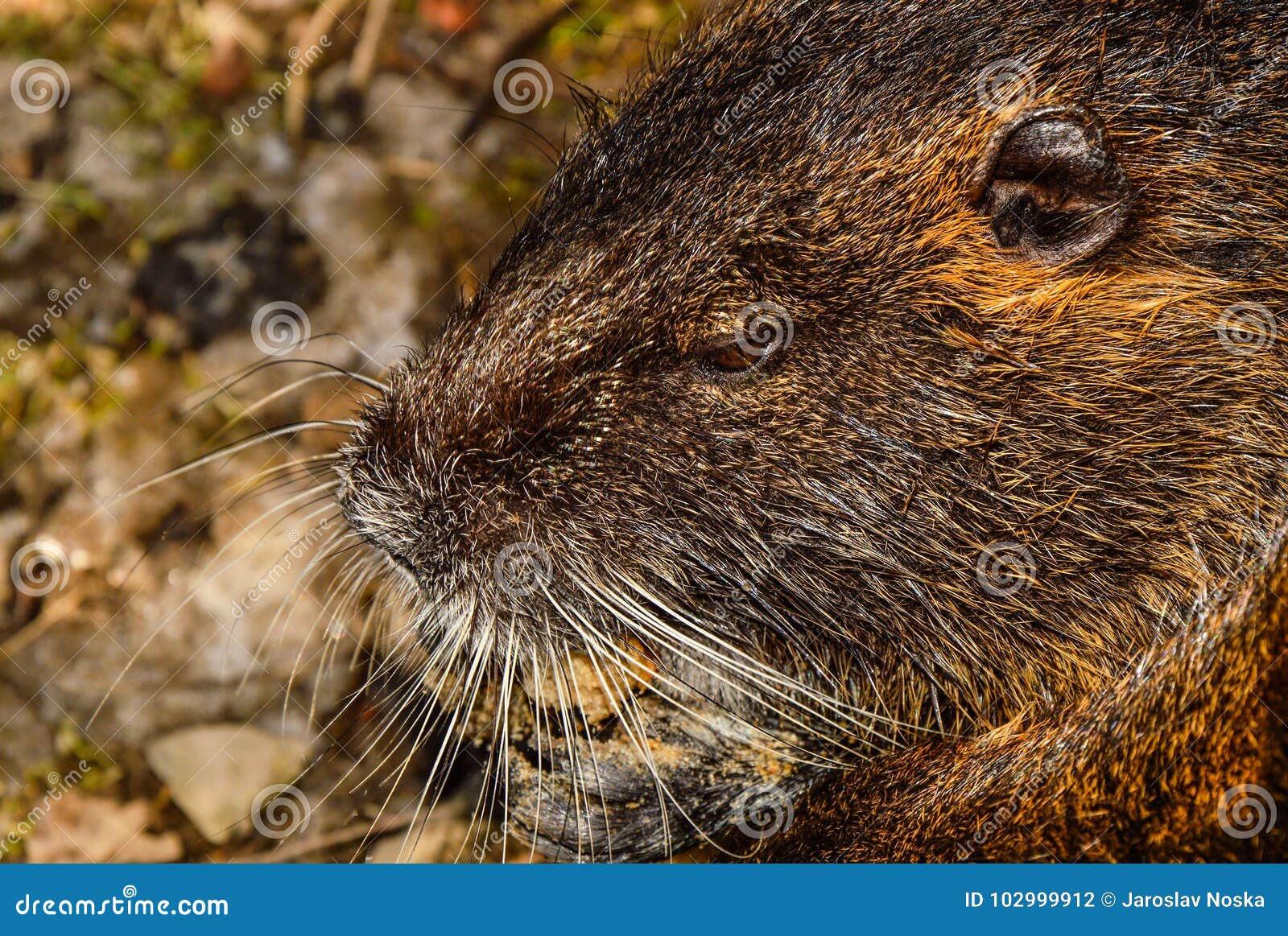 Nutria in nature stock photo. Image of animal, animals - 102999912