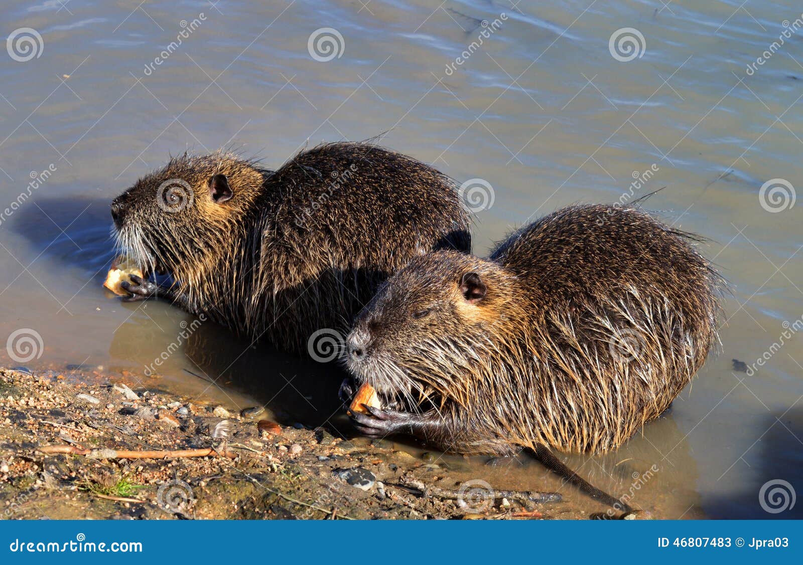 Nutria stock image. Image of vertebrate, wildlife, rodent - 46807483