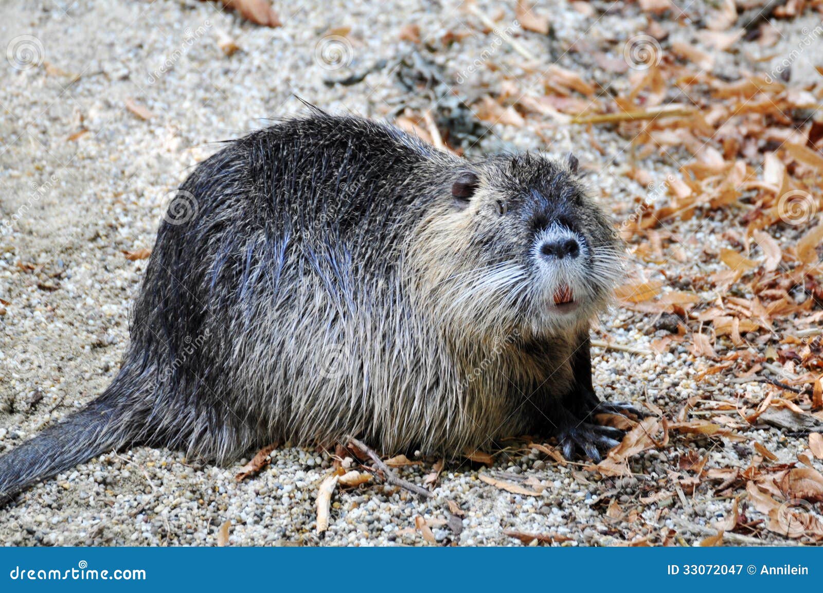 Nutria (Ondatra Zibethicus) Stock Image - Image of ondatra, nature ...