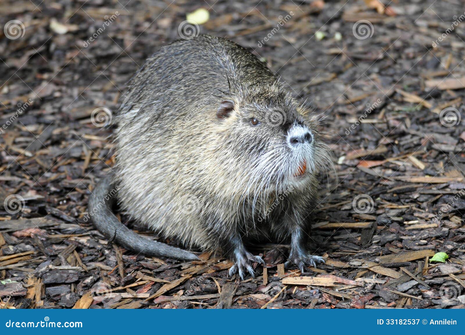 Nutria (Ondatra Zibethicus) Stock Image - Image of beaver, gold: 33182537