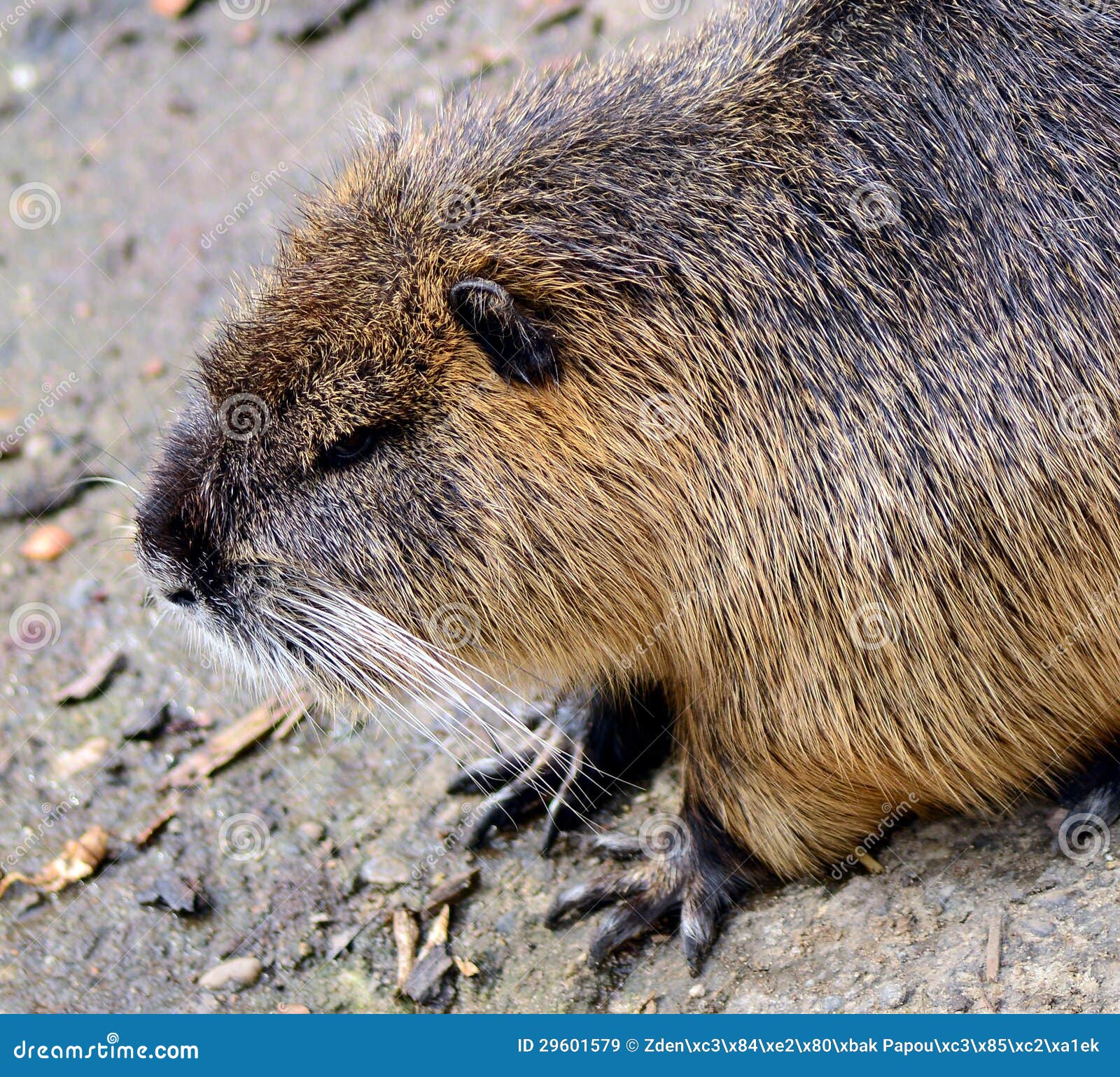 Nutria portrait stock image. Image of cute, wild, bank - 29601579