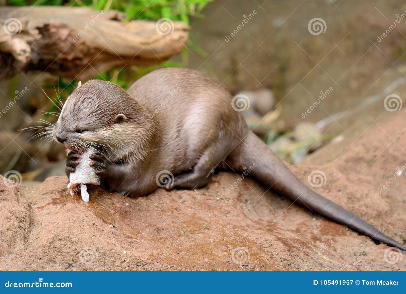 Nutria que come un pescado imagen de archivo. Imagen de alimento ...