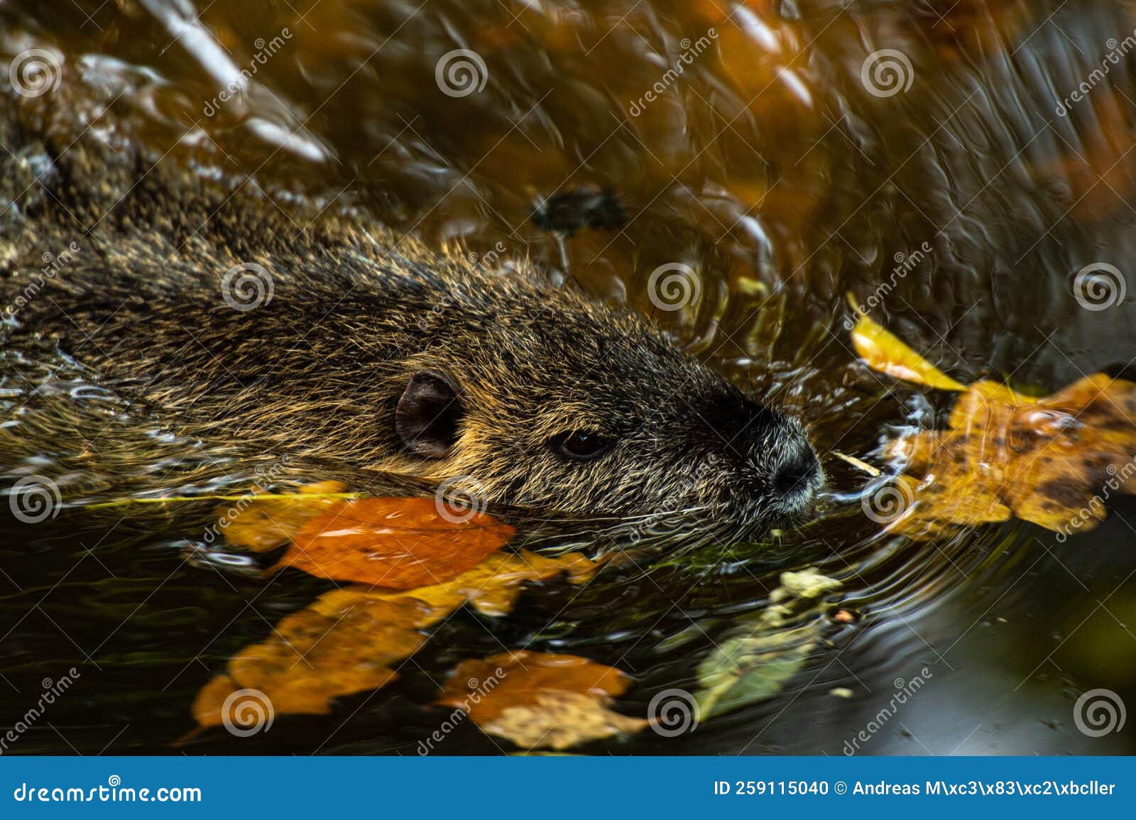 Nutria rat at the Zoo stock photo. Image of leafs, bisam - 259115040
