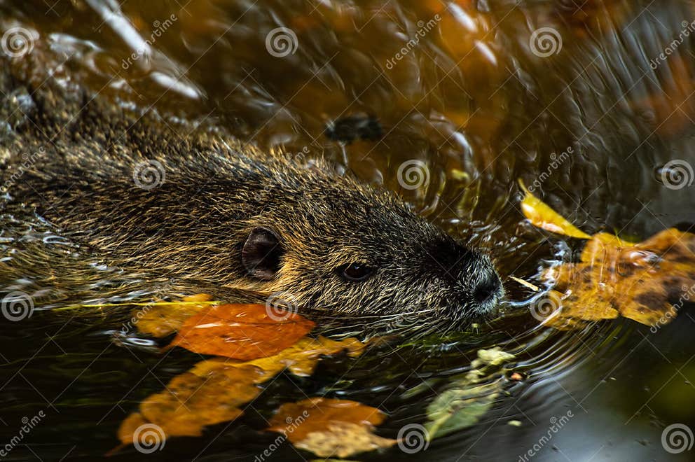 Nutria rat at the Zoo stock photo. Image of leafs, bisam - 259115040