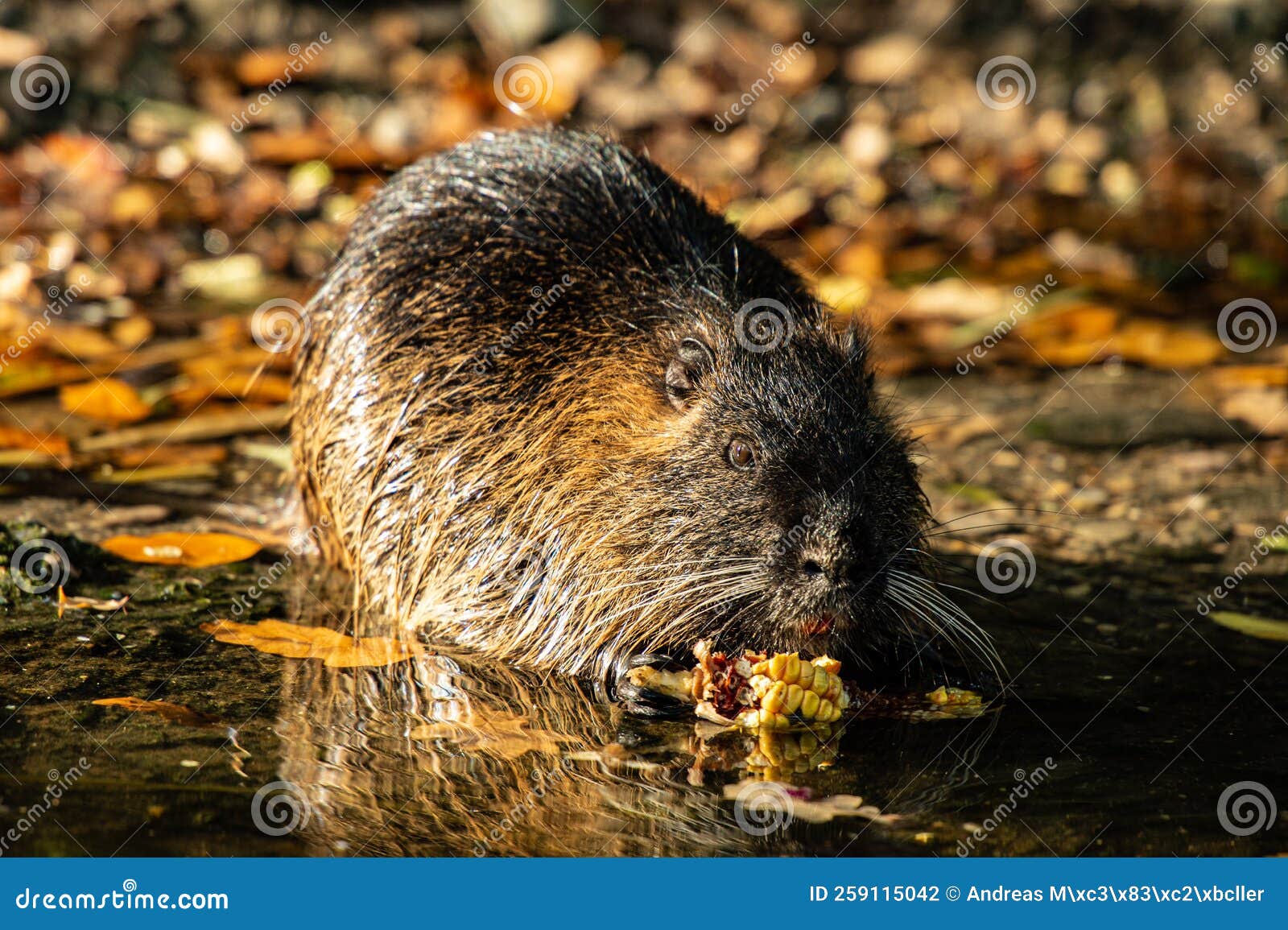 Nutria rat at the Zoo stock photo. Image of wildlife - 259115042
