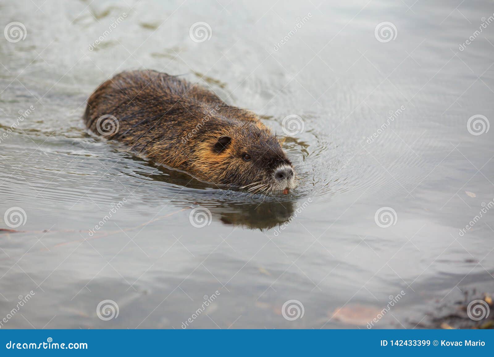 Nutria in river stock image. Image of animals, wildlife - 142433399